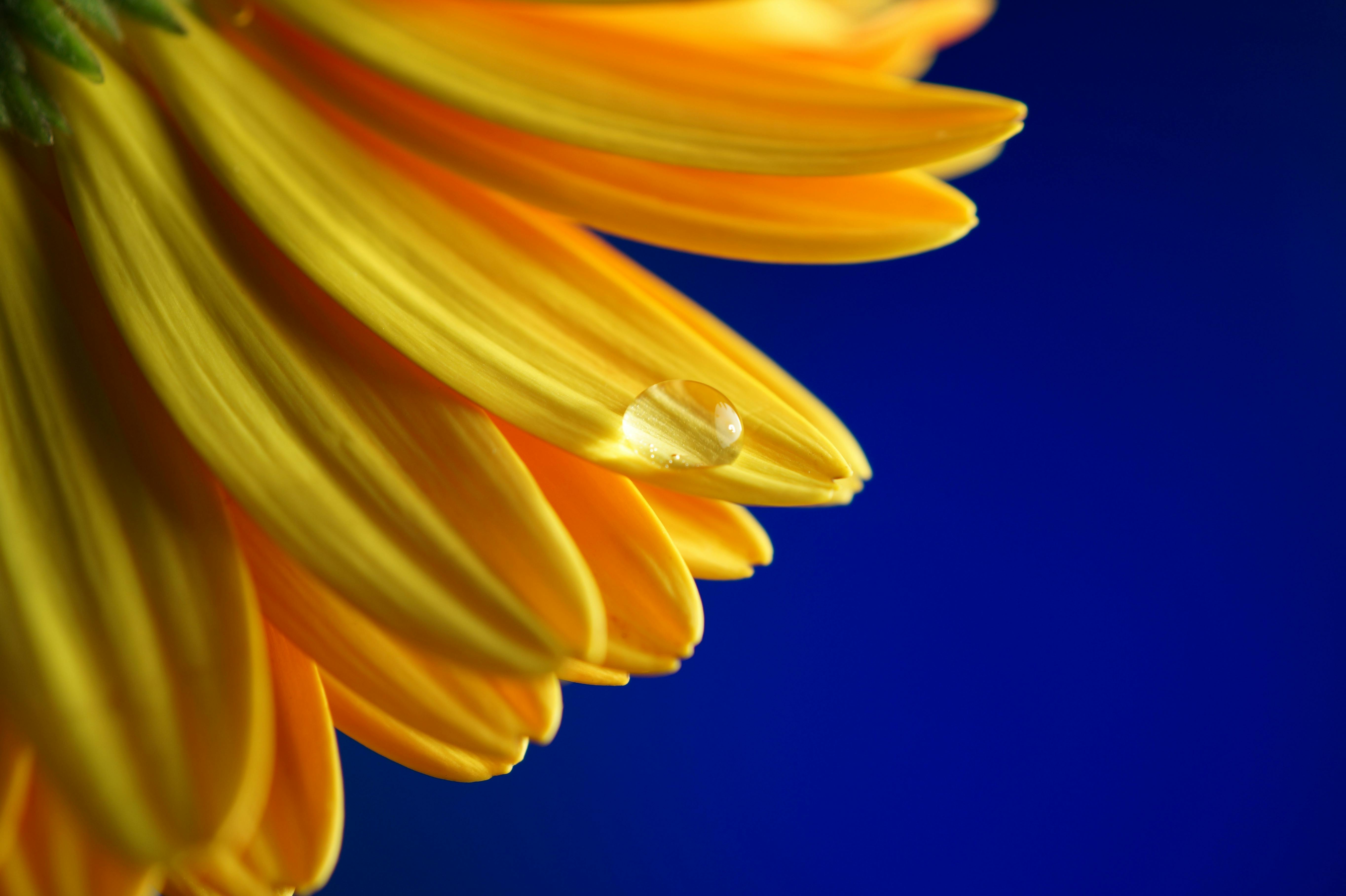 Yellow Flower in Close Up Photography · Free Stock Photo