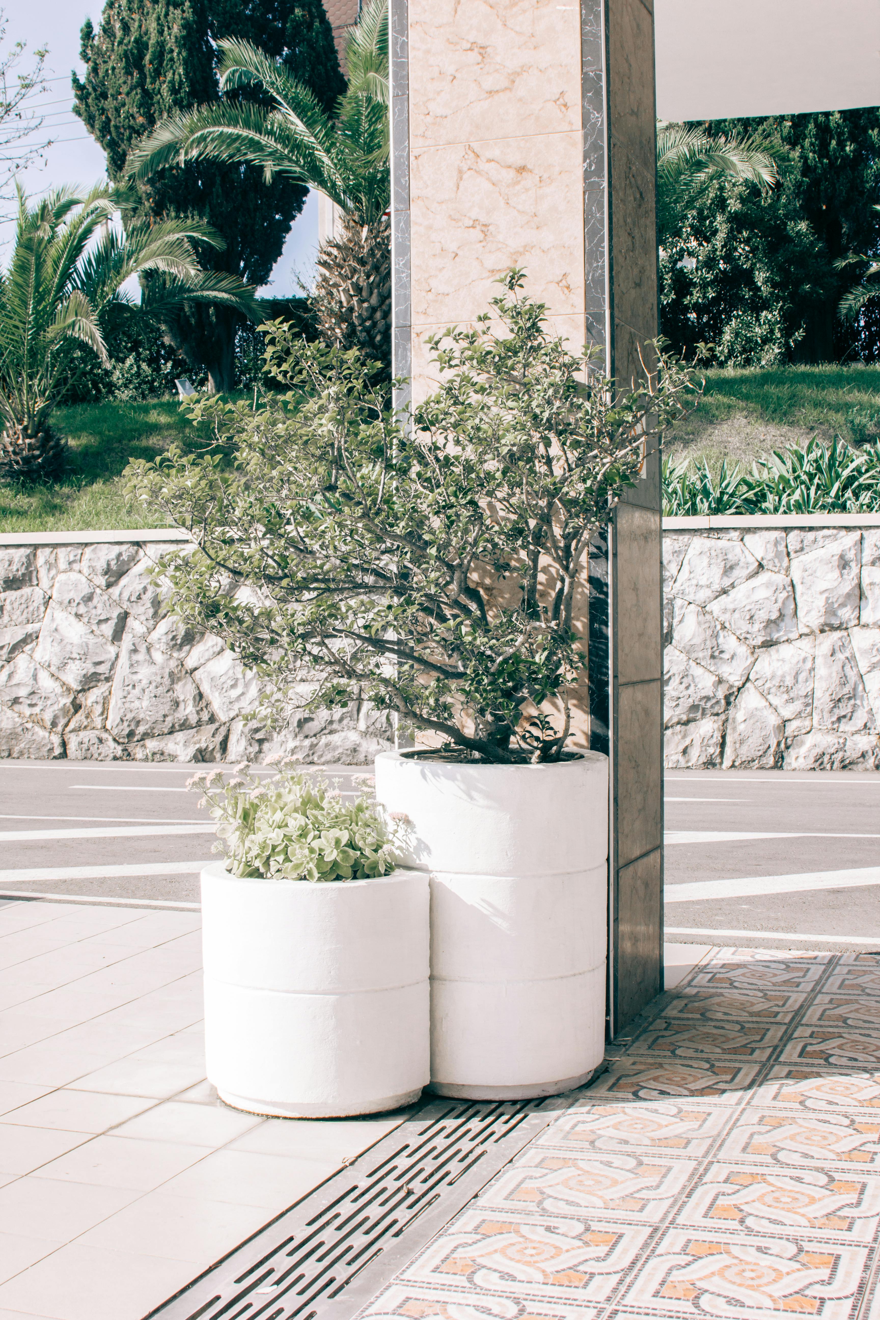 Two Green Potted Plants · Free Stock Photo