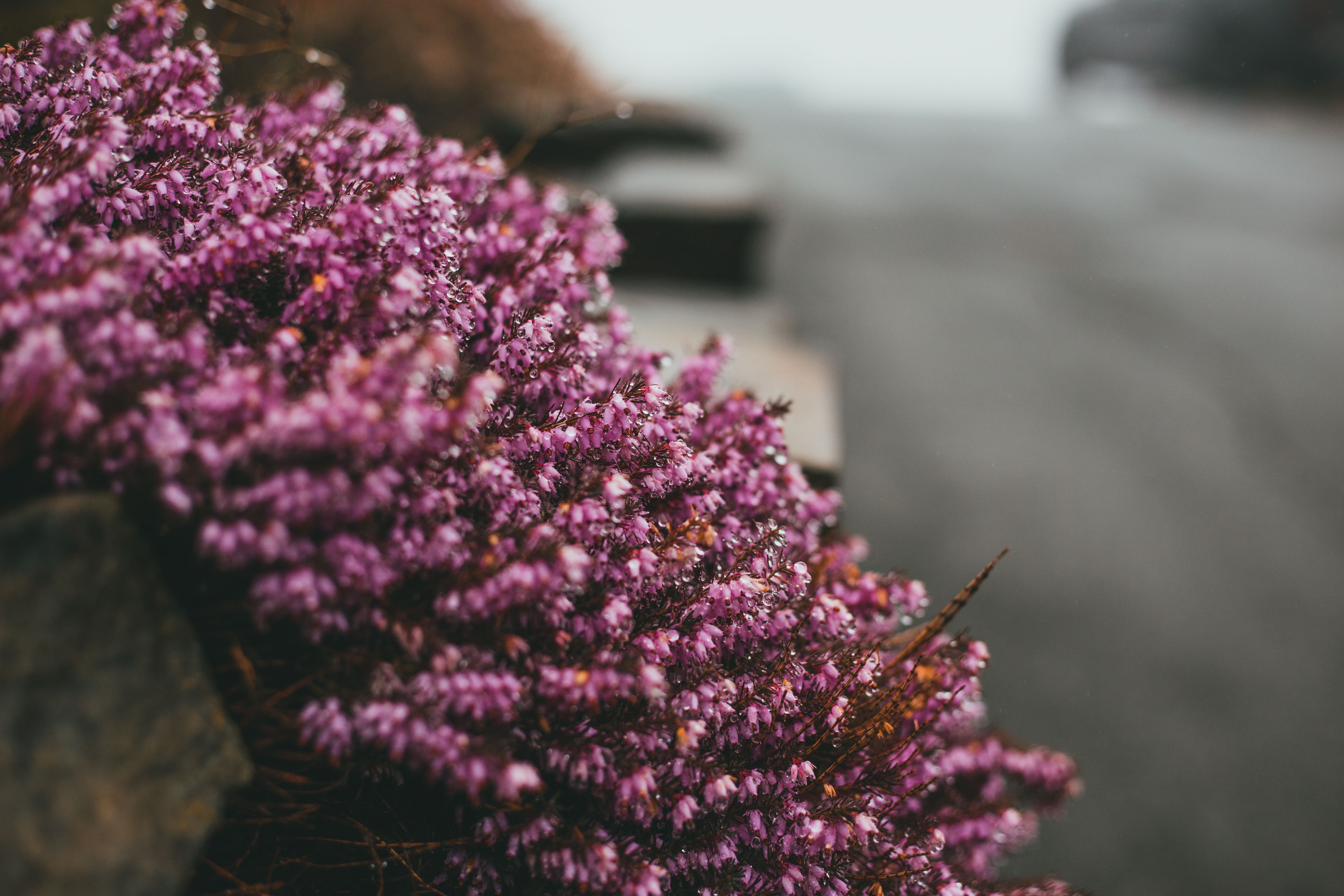 200+ Best Heather Photos · 100% Free Download · Pexels Stock Photos