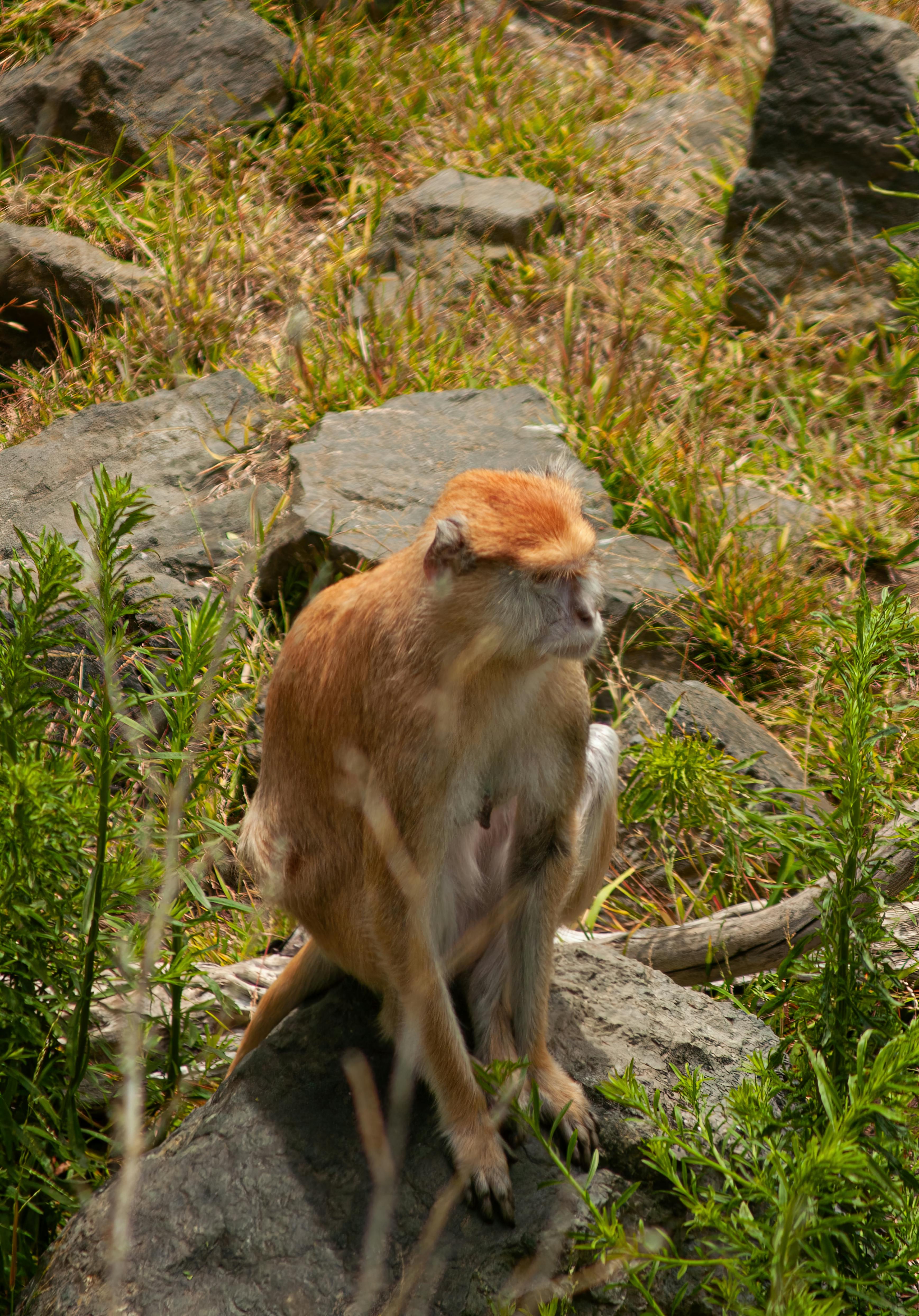1,000+ Best Orange Monkey Photos · 100% Free Download · Pexels Stock Photos