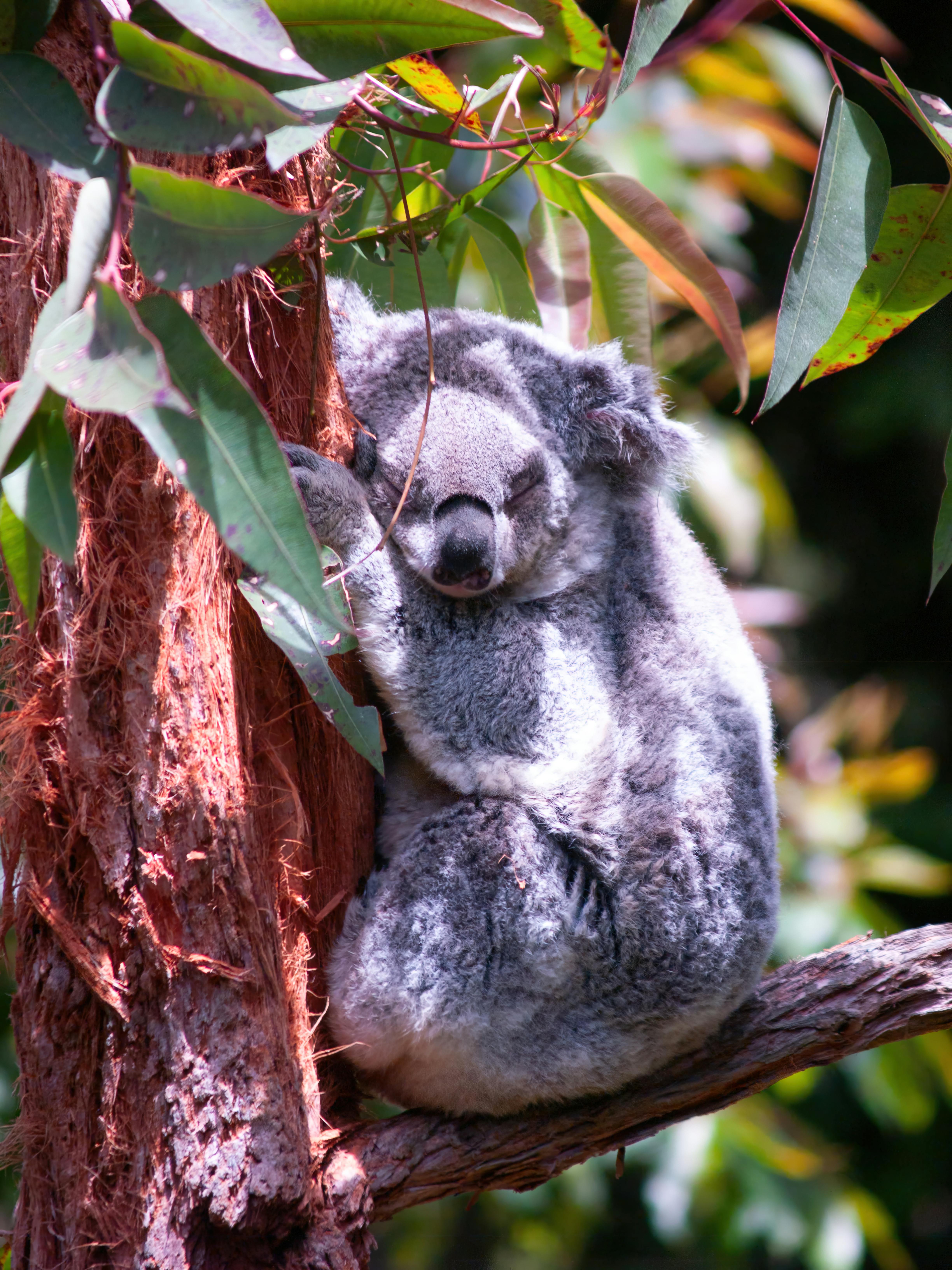 Close-up Photo of Koala Bear · Free Stock Photo
