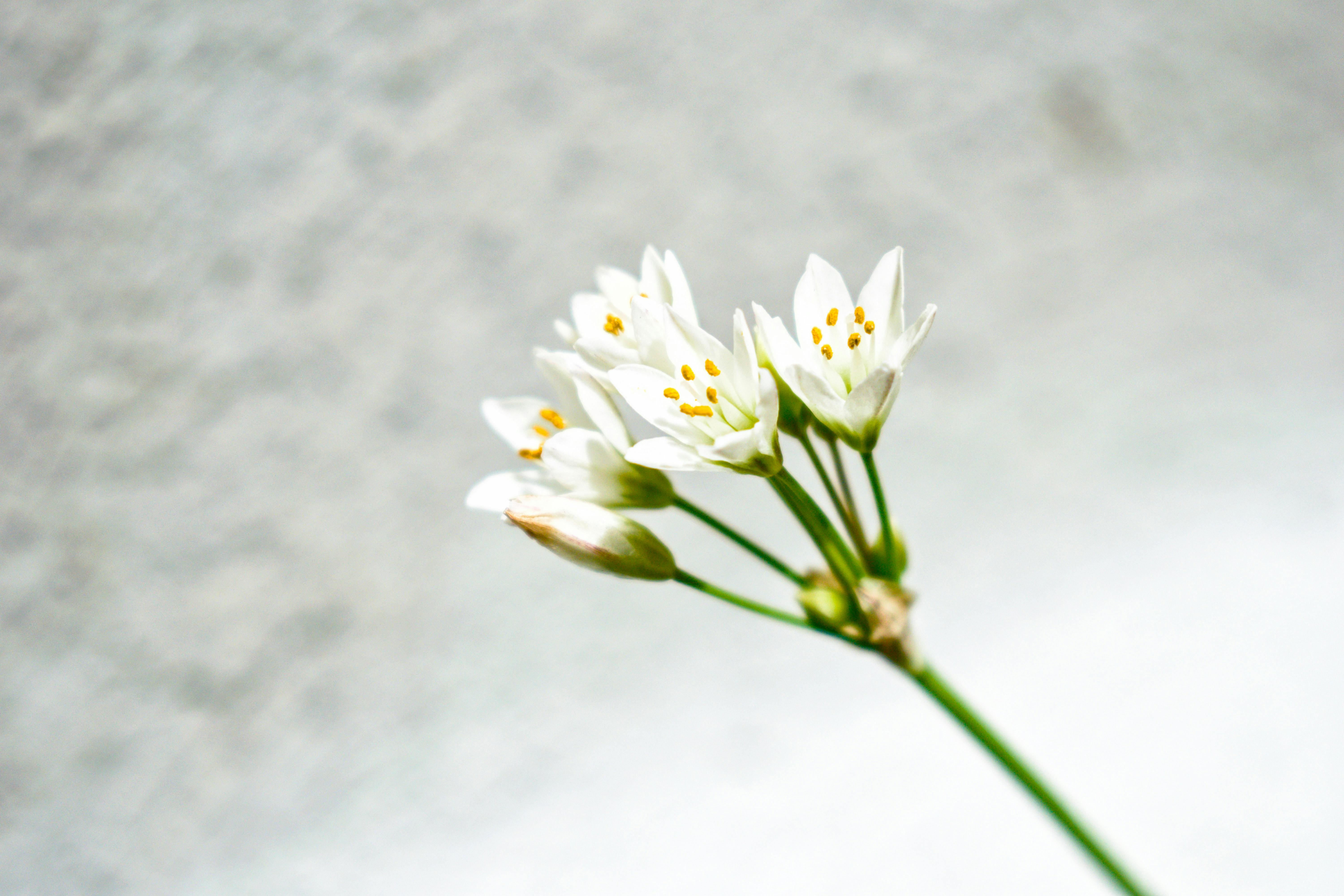 Close-Up Shot of Flowers in a Vase in Bloom · Free Stock Photo