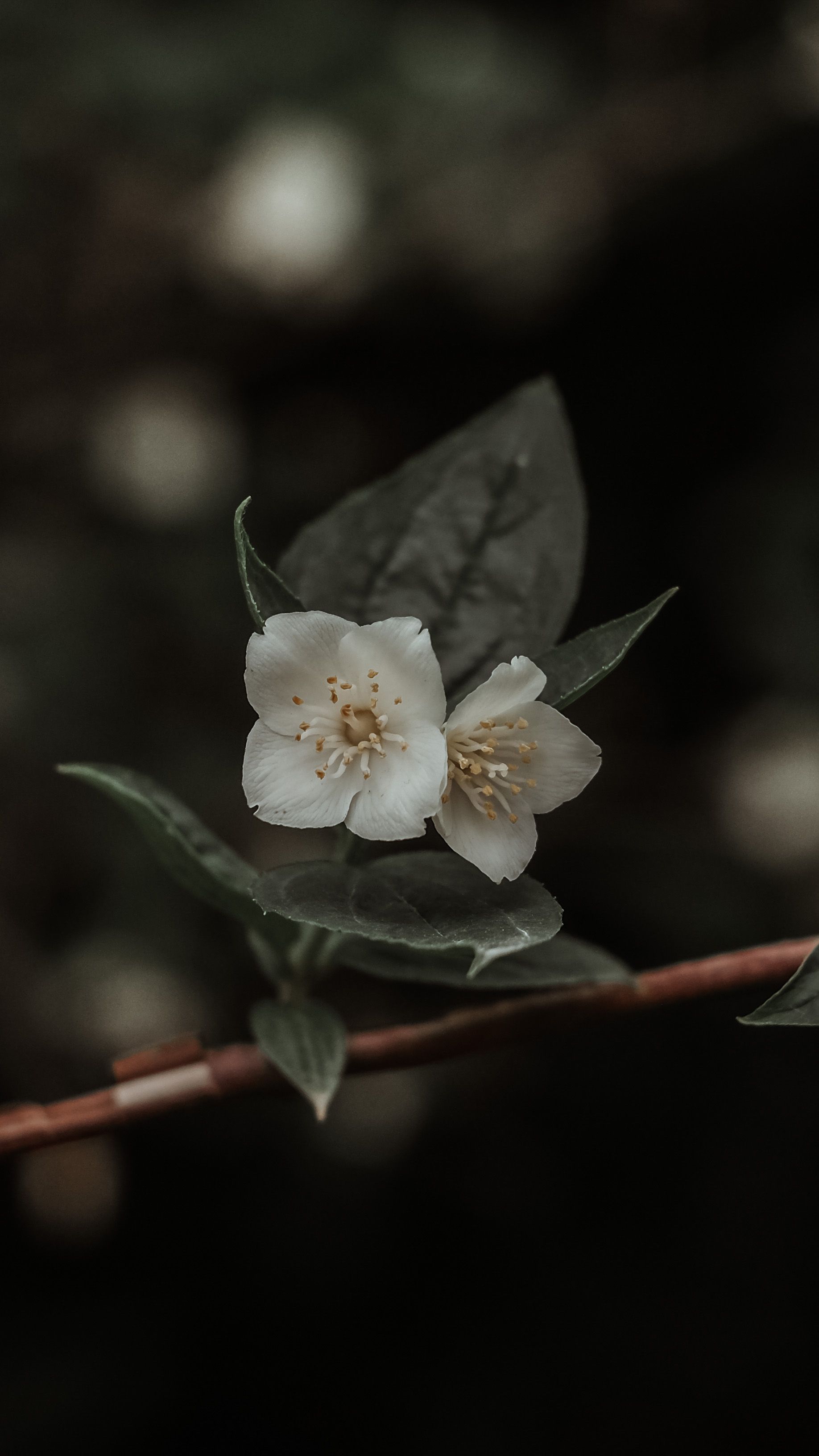 Night Jasmine Flowers Photos, Download The BEST Free Night Jasmine ...