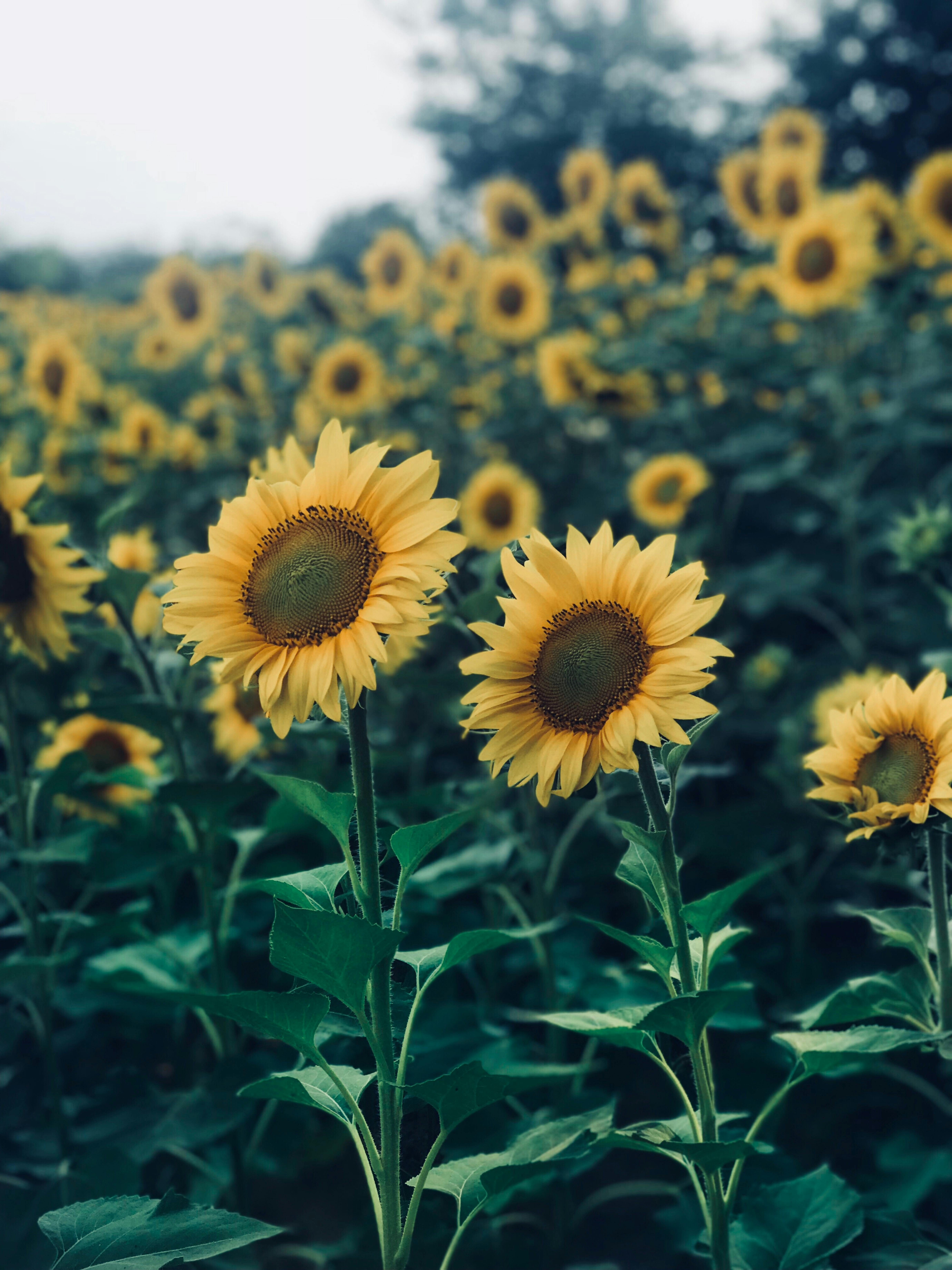Sunflower Tumblr Backgrounds Yellow Sunflower Field · Free Stock
