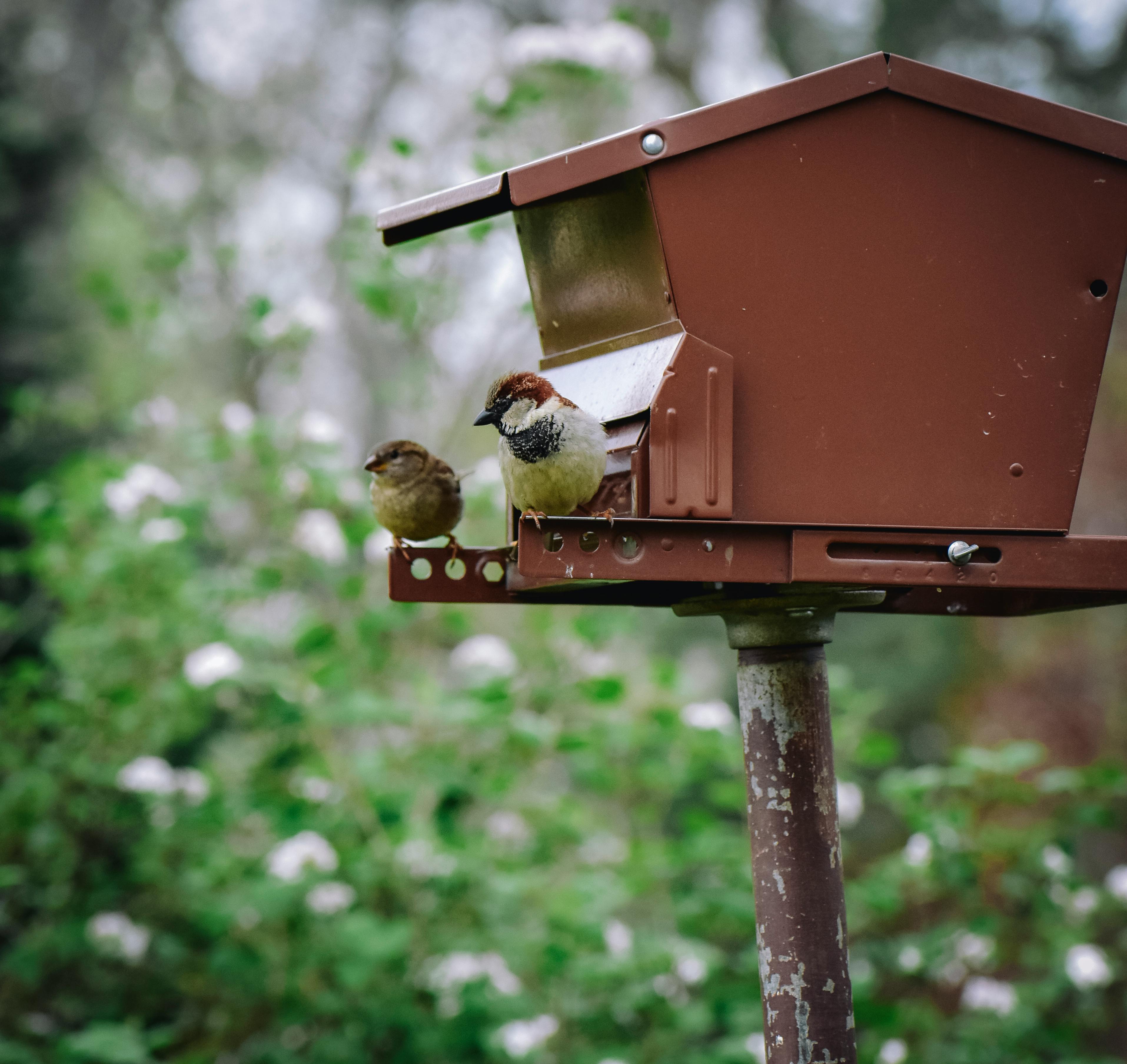 Backyard Birds - Seasonal Bird Feeding Guide