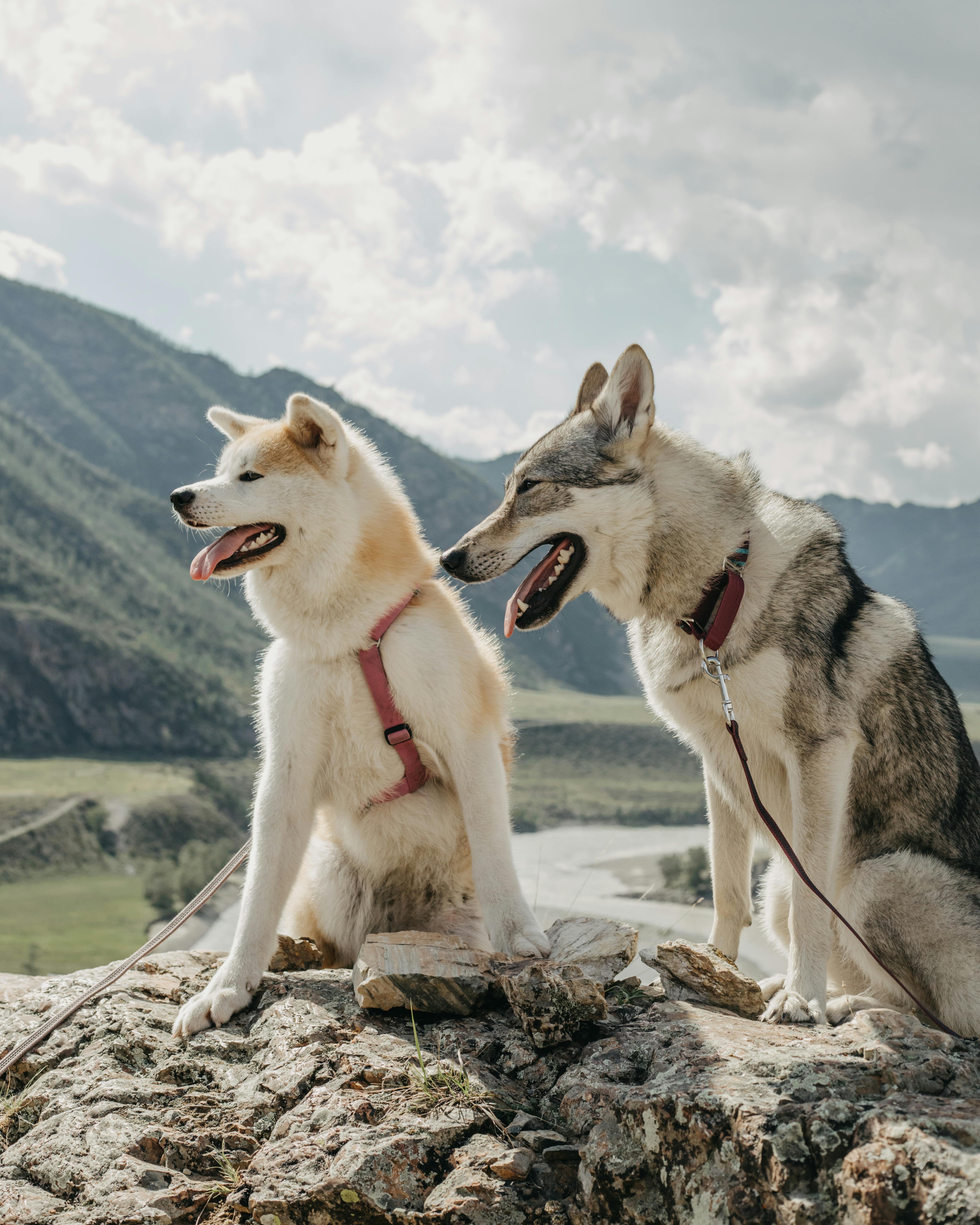 Dogs Vertical Photos, Download The BEST Free Dogs Vertical Stock Photos ...