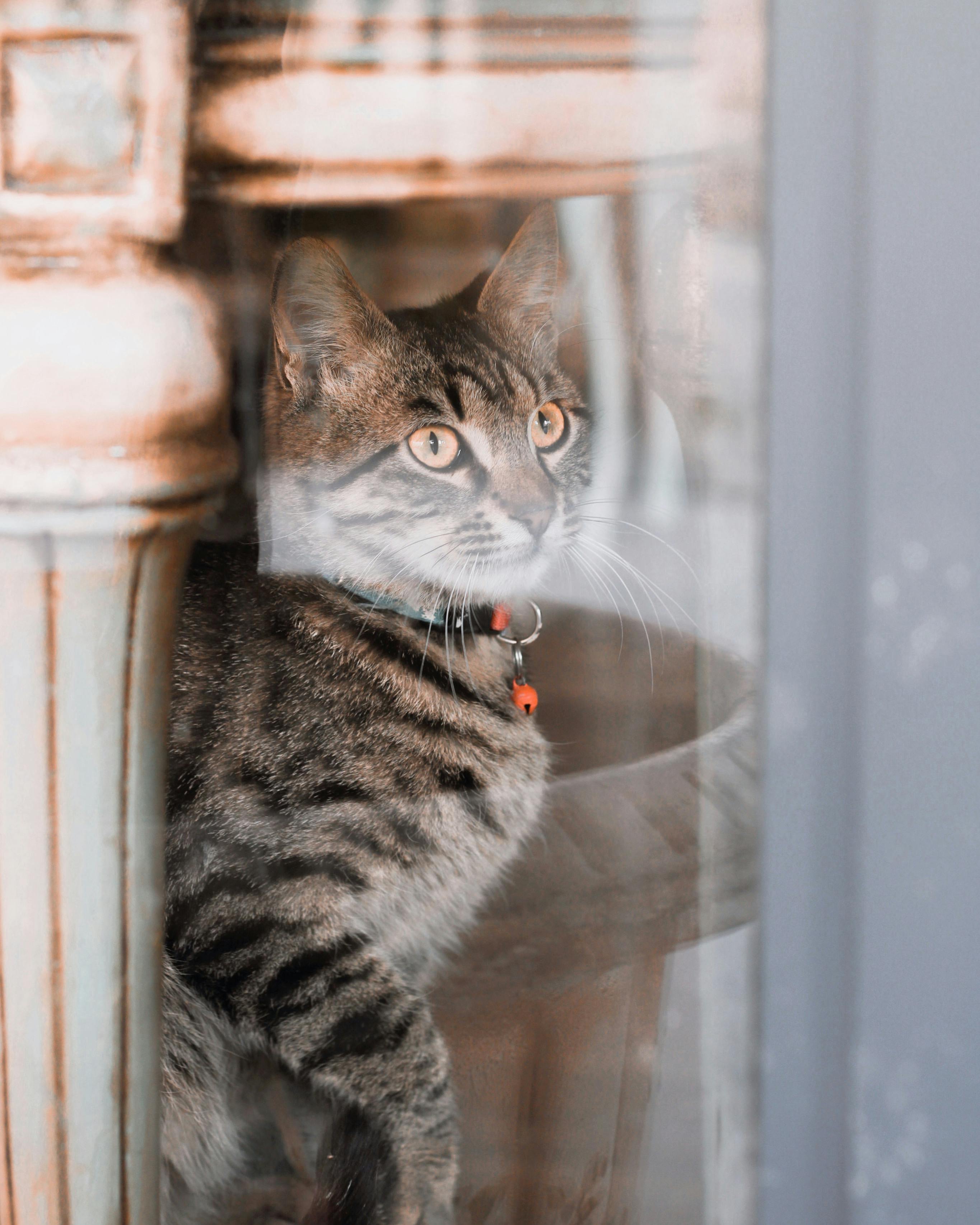Photo of a Tabby Cat Behind a Glass · Free Stock Photo