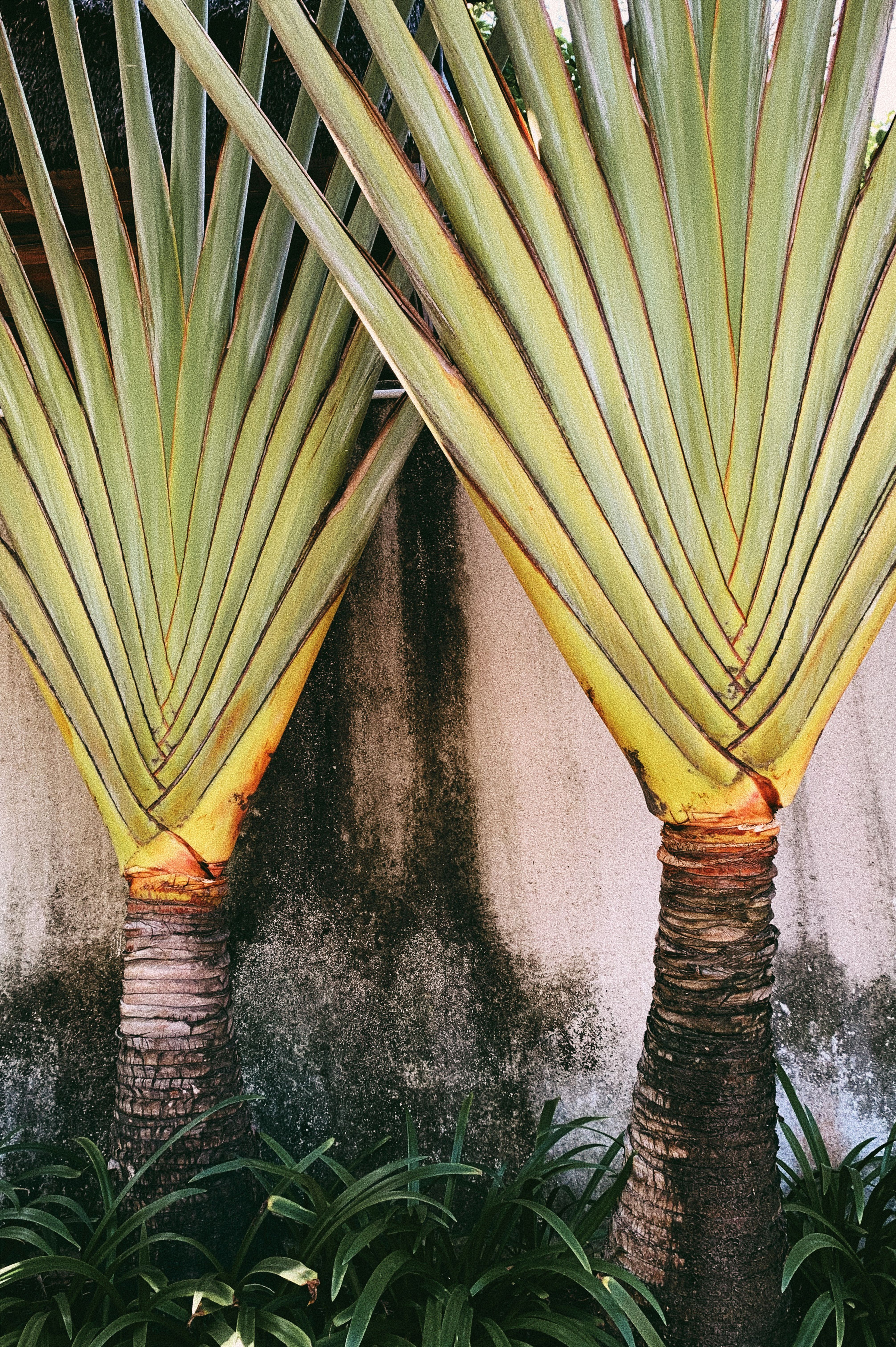 Tropical Trees Growing Outdoors · Free Stock Photo