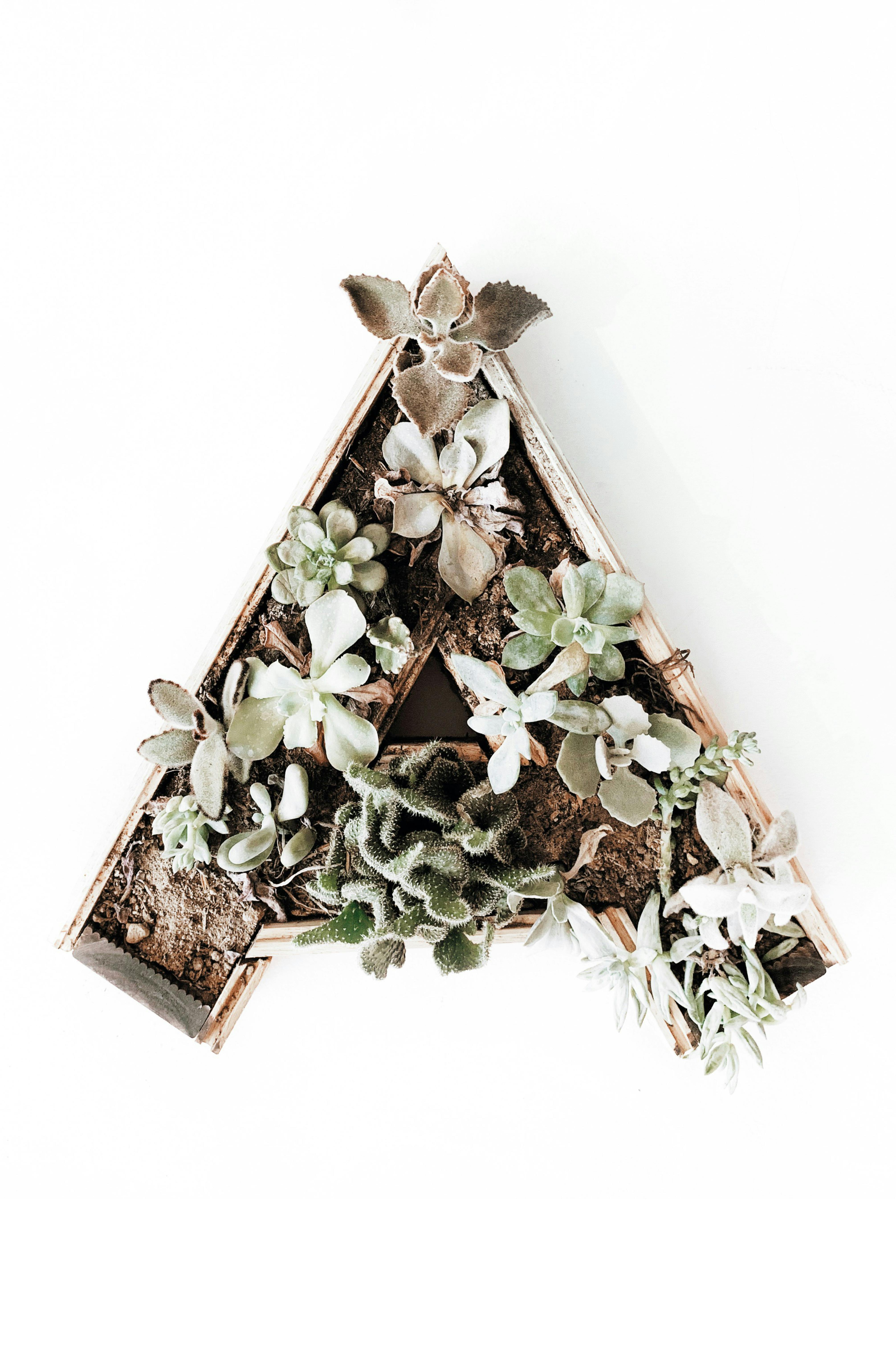 Plants in Triangle Flowerpot · Free Stock Photo