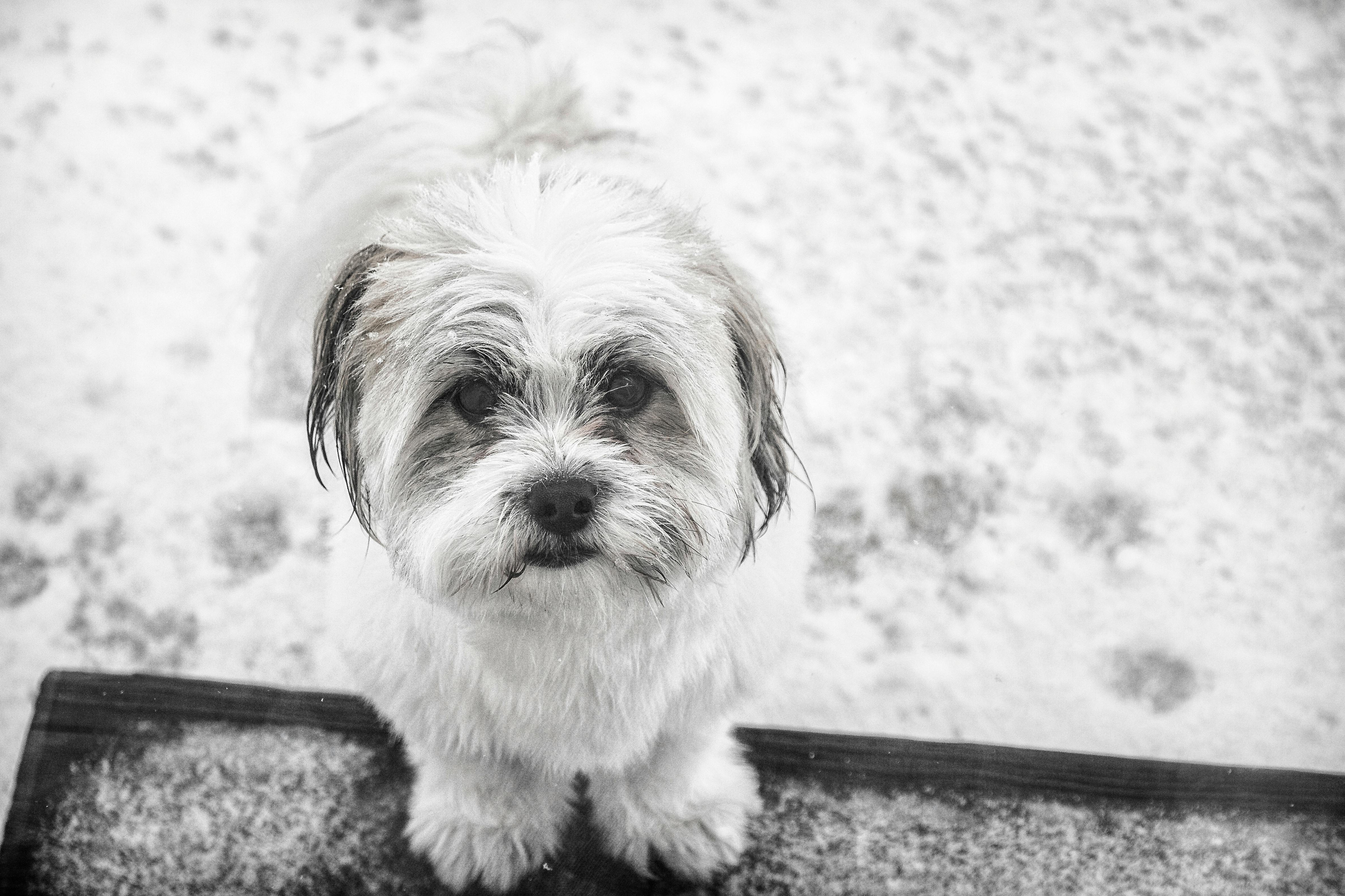 Grayscale Photo of Shih Tzu · Free Stock Photo