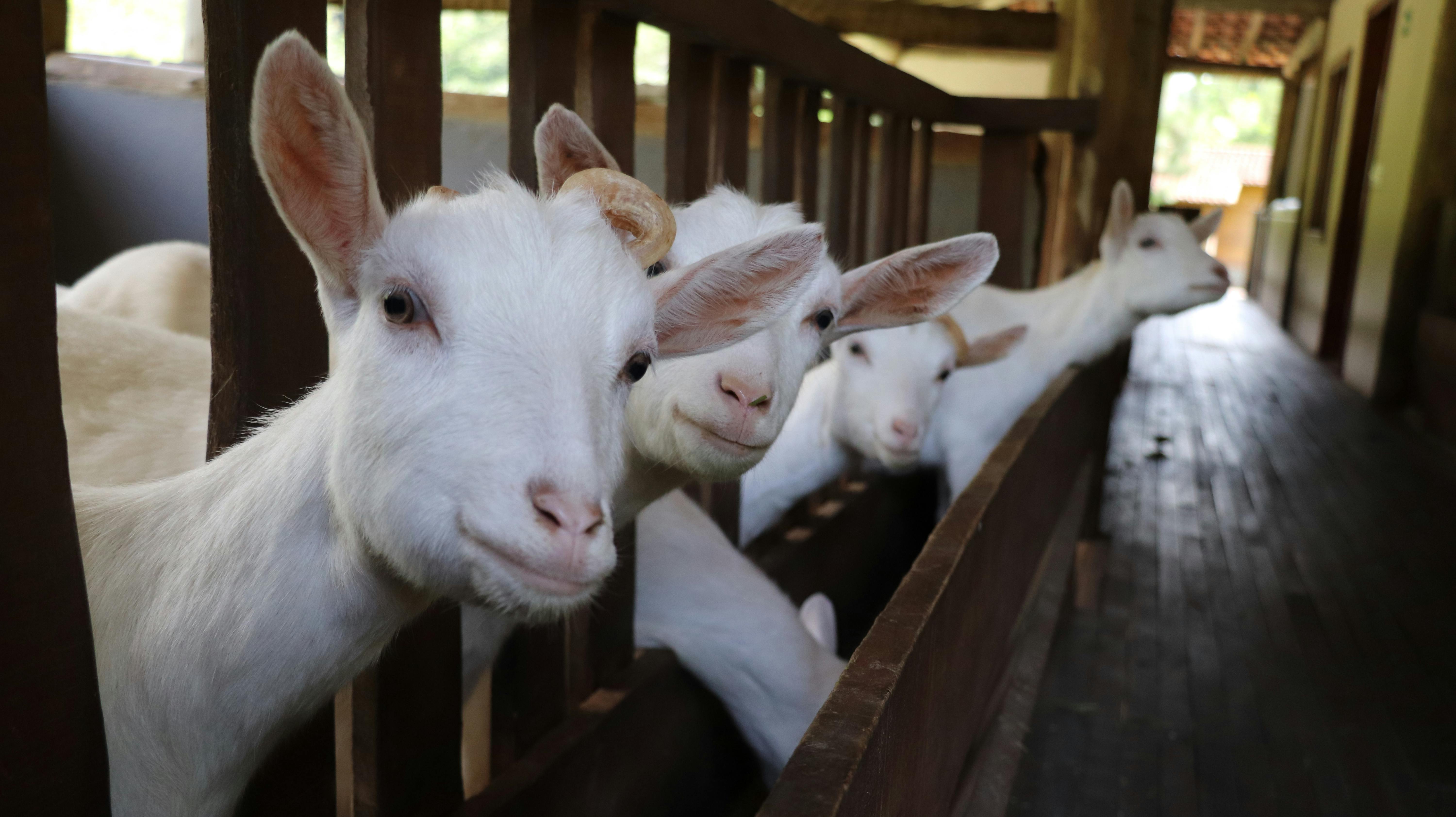 Brown Goat Inside a Metal Cage · Free Stock Photo