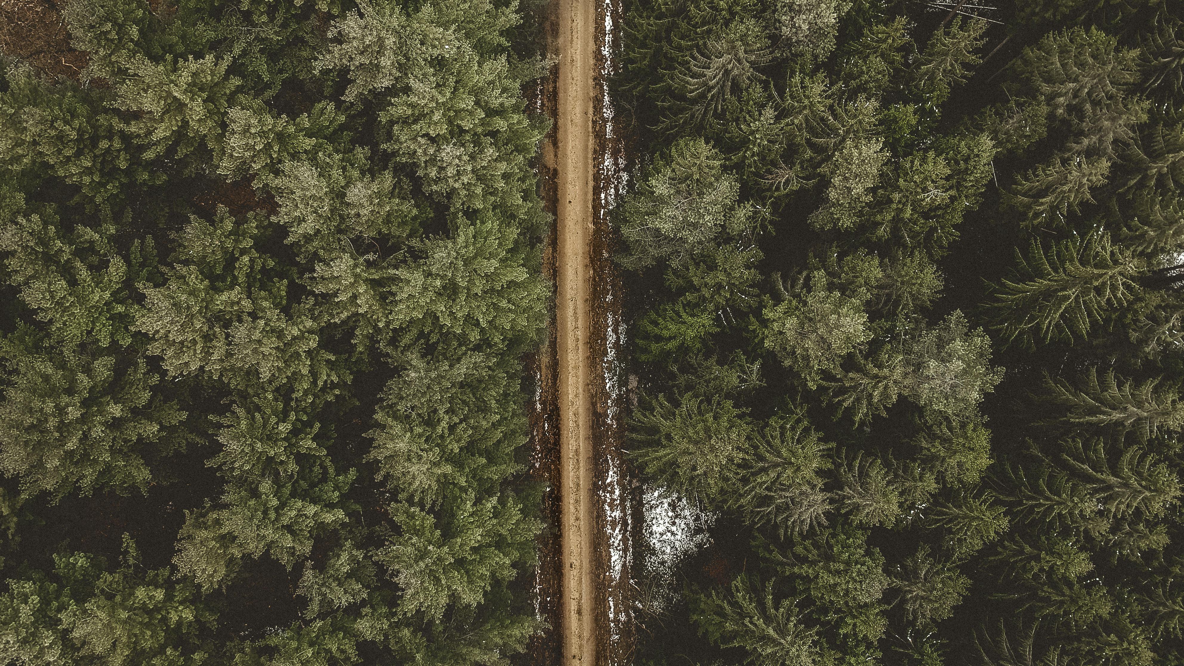 Aerial Shot of Road Between Pine Trees · Free Stock Photo