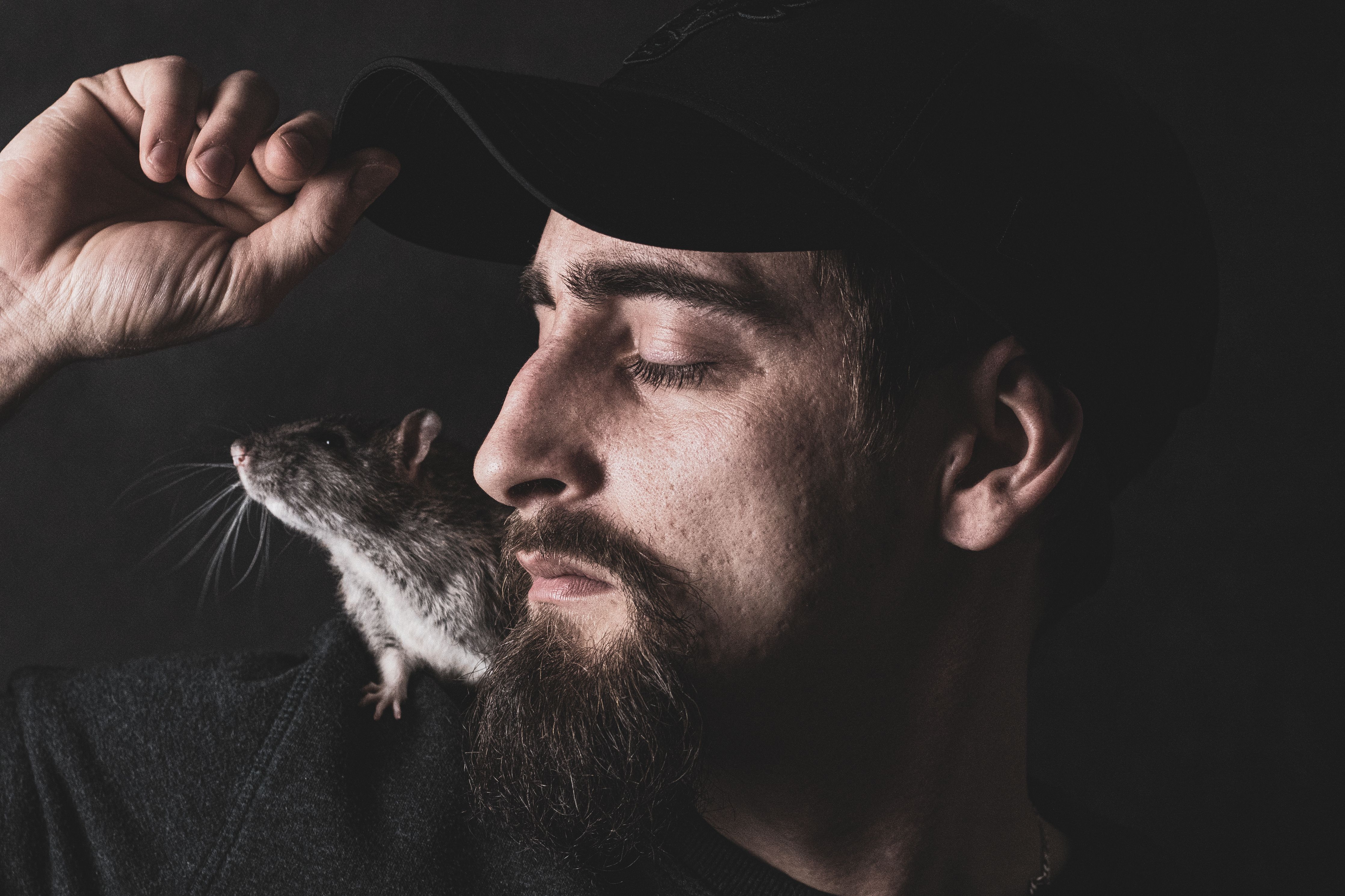 Male Rat Photos, Download The BEST Free Male Rat Stock Photos & HD Images