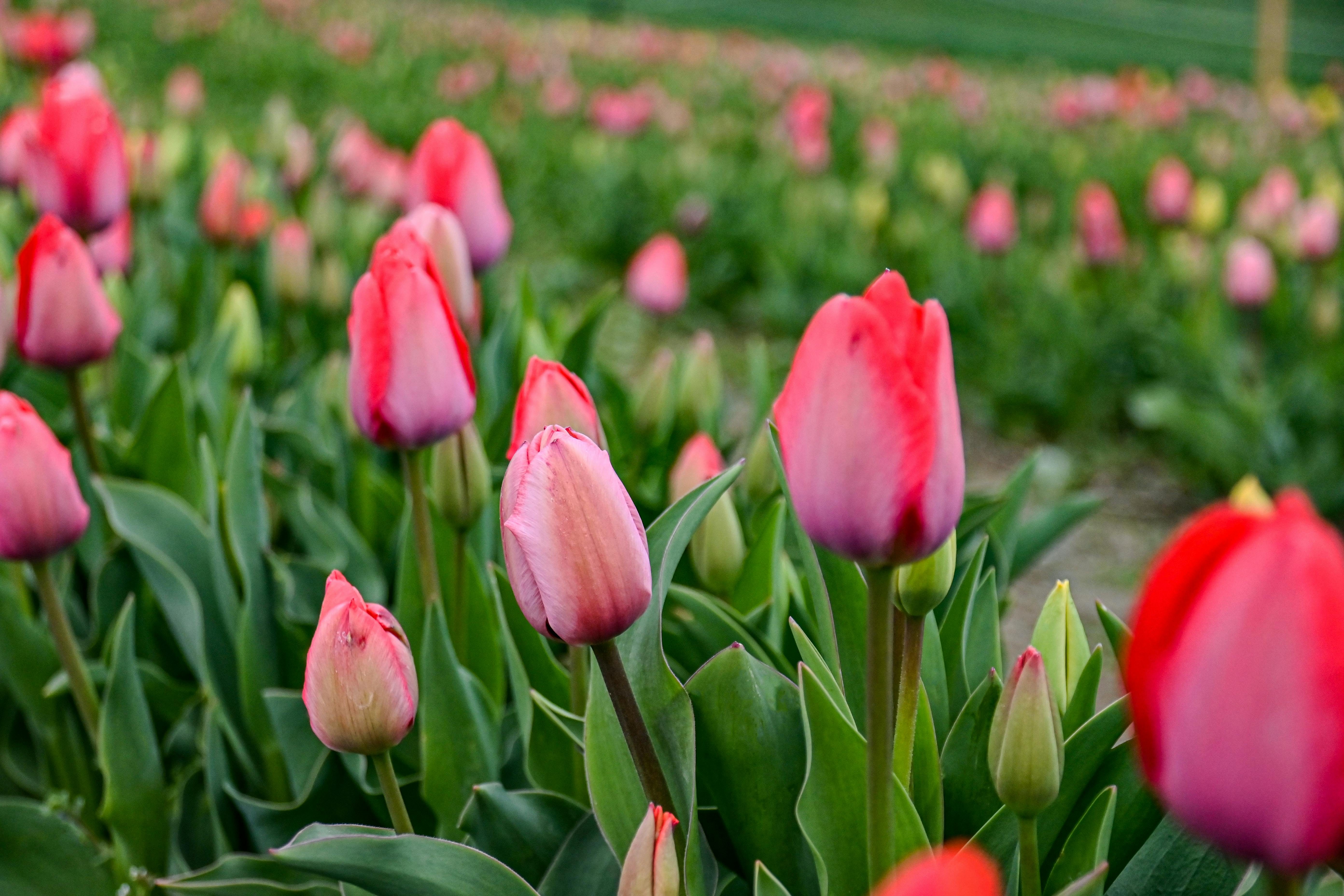 Pink Flowers · Free Stock Photo