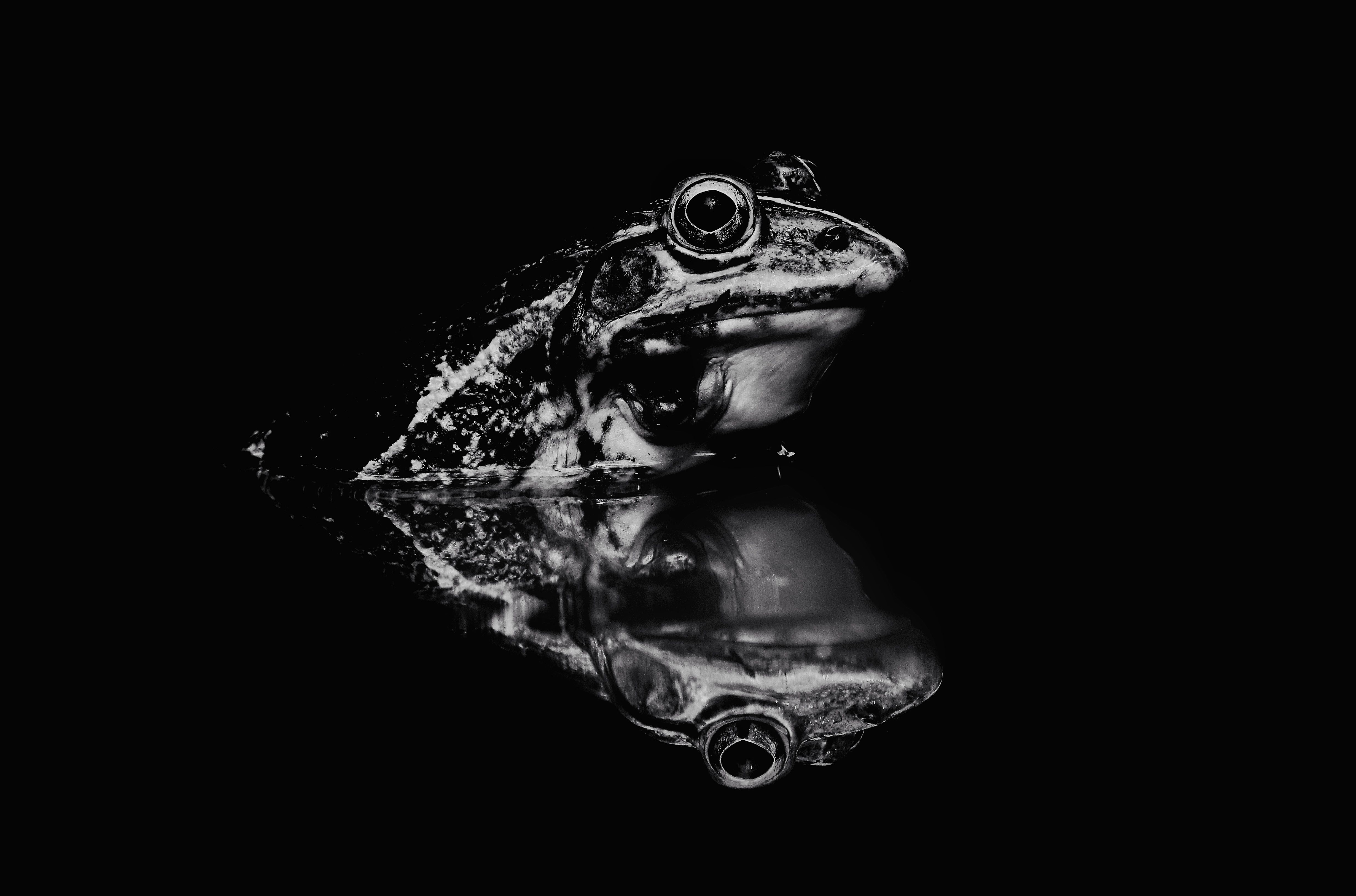 Grayscale Photography of Frog in Water · Free Stock Photo