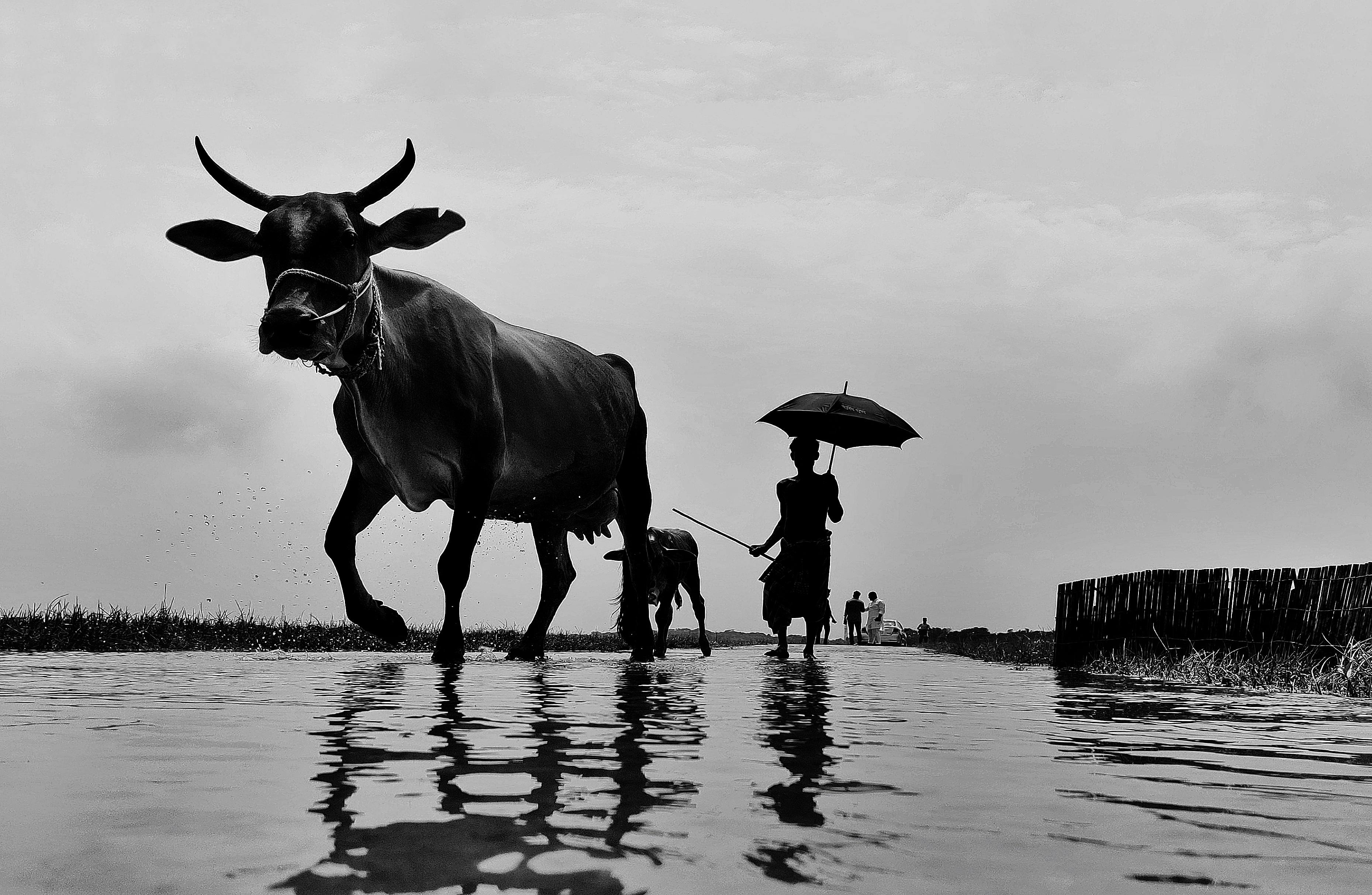 99,465+ Best Free Grayscale animals Stock Photos & Images · 100% ...