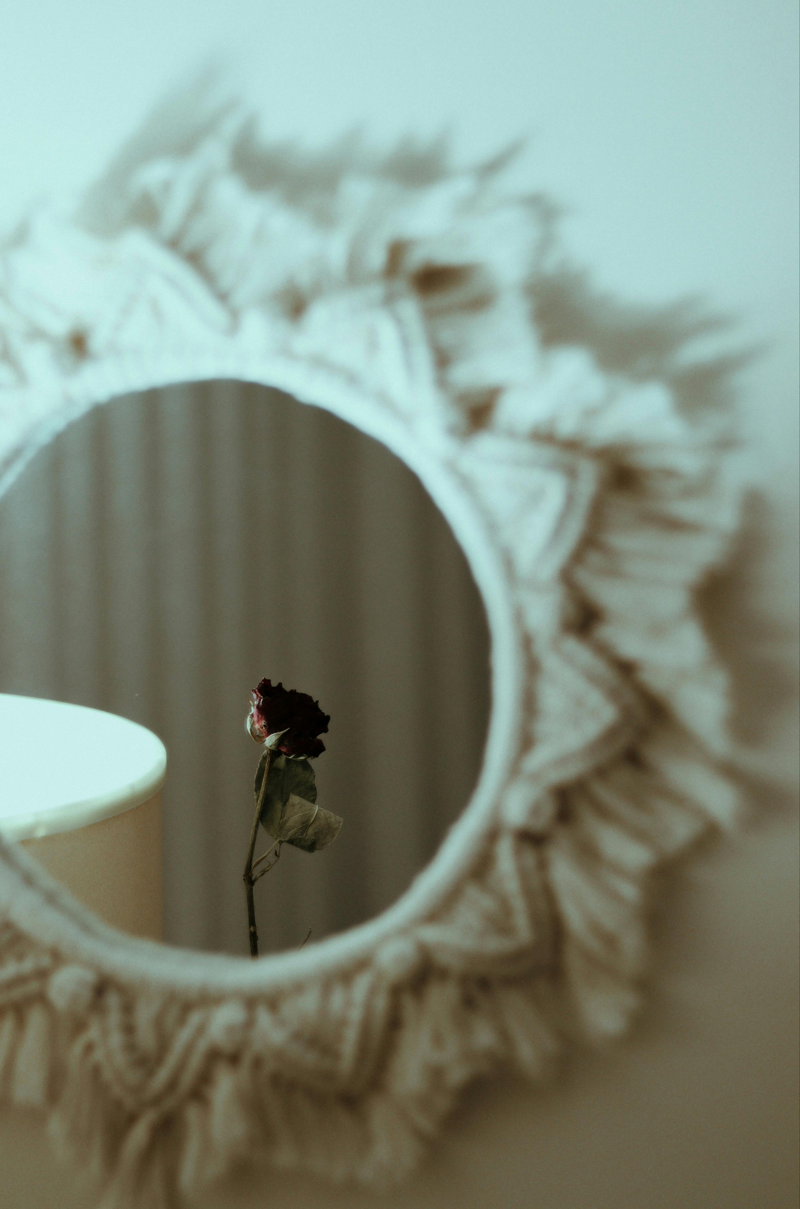 Faded rose reflecting in round shaped vintage mirror · Free Stock Photo