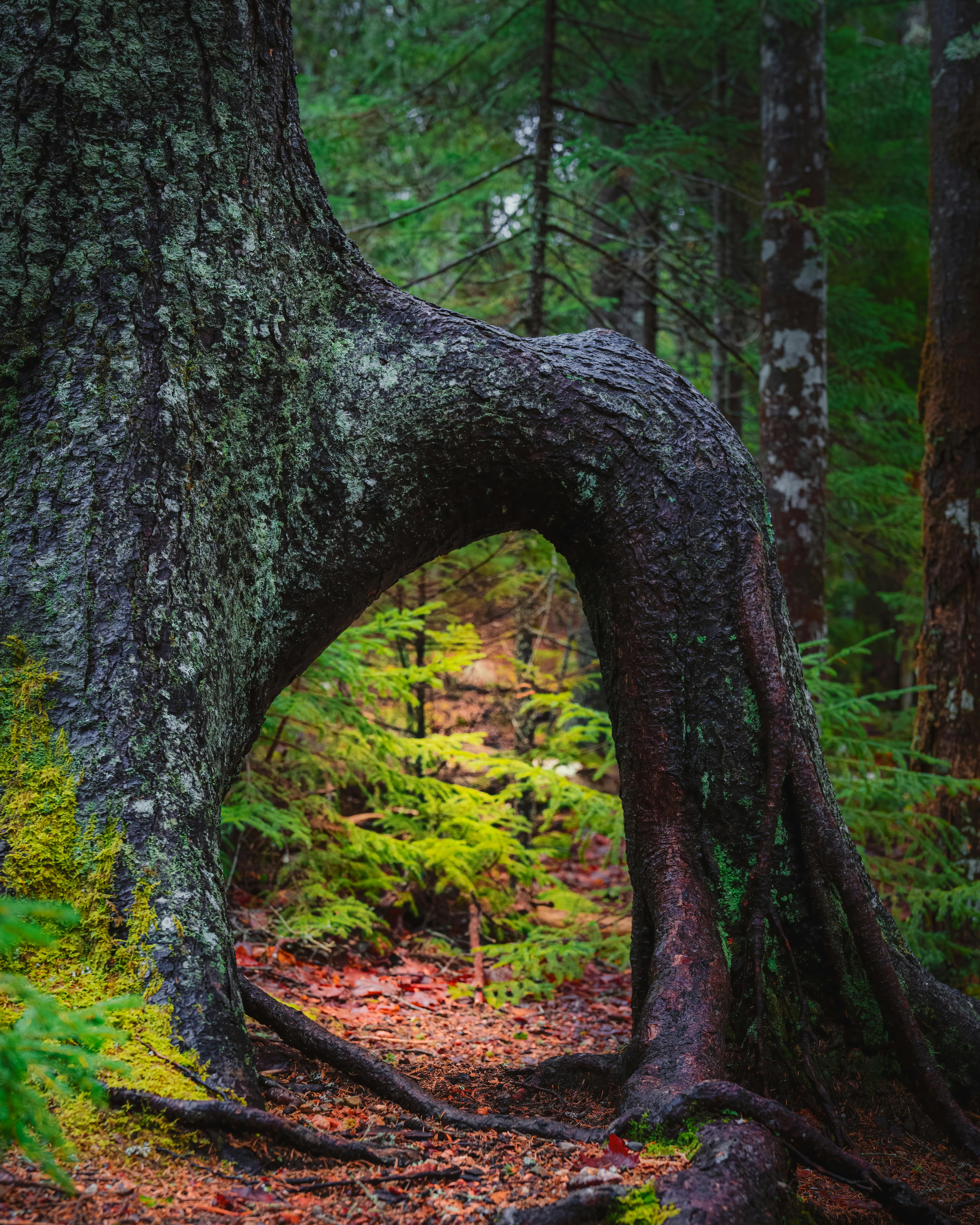Dead tree · Free Stock Photo