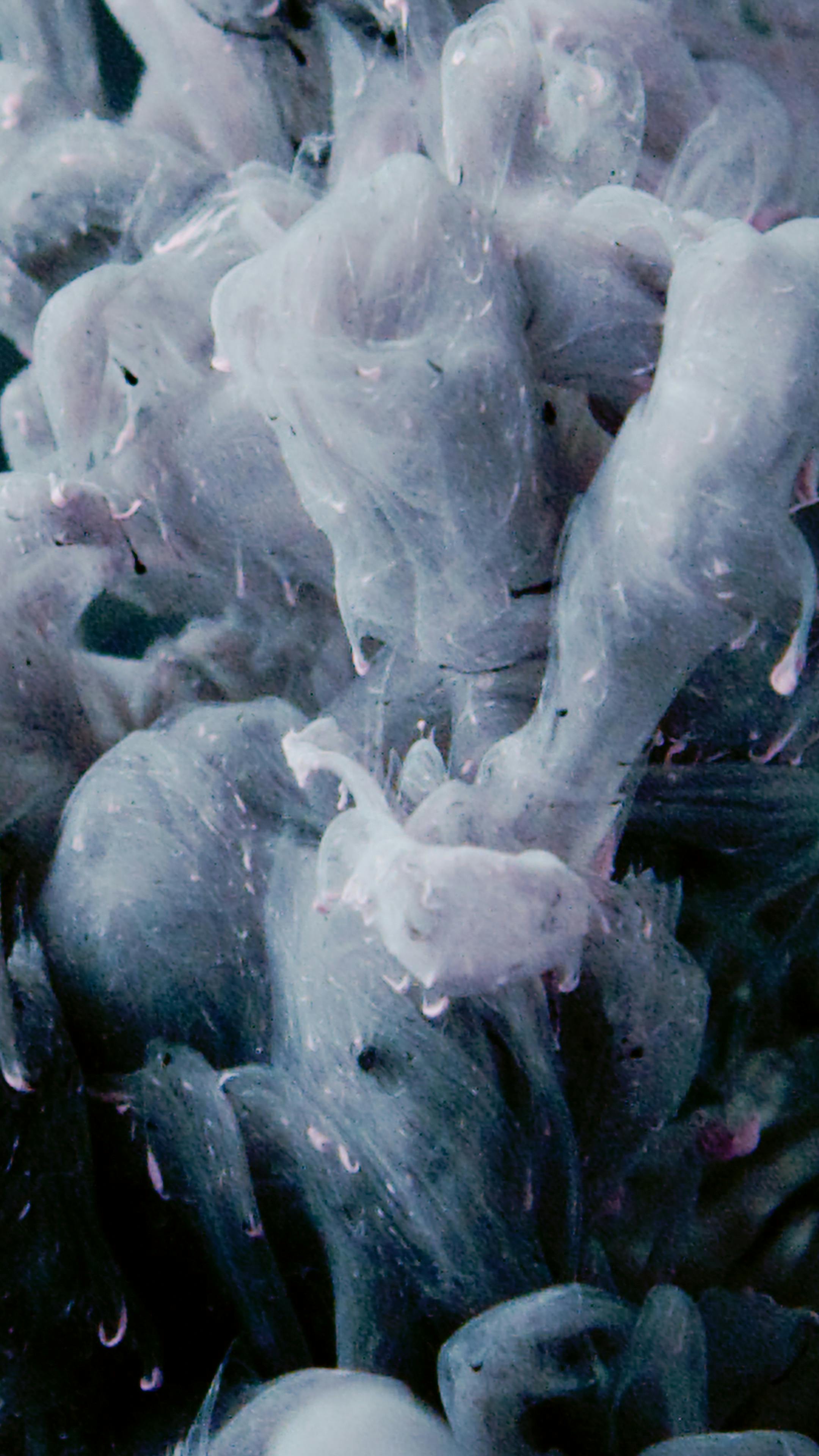 Judith Grey Kelly Photos, Download Free Judith Grey Kelly Stock Photos ...