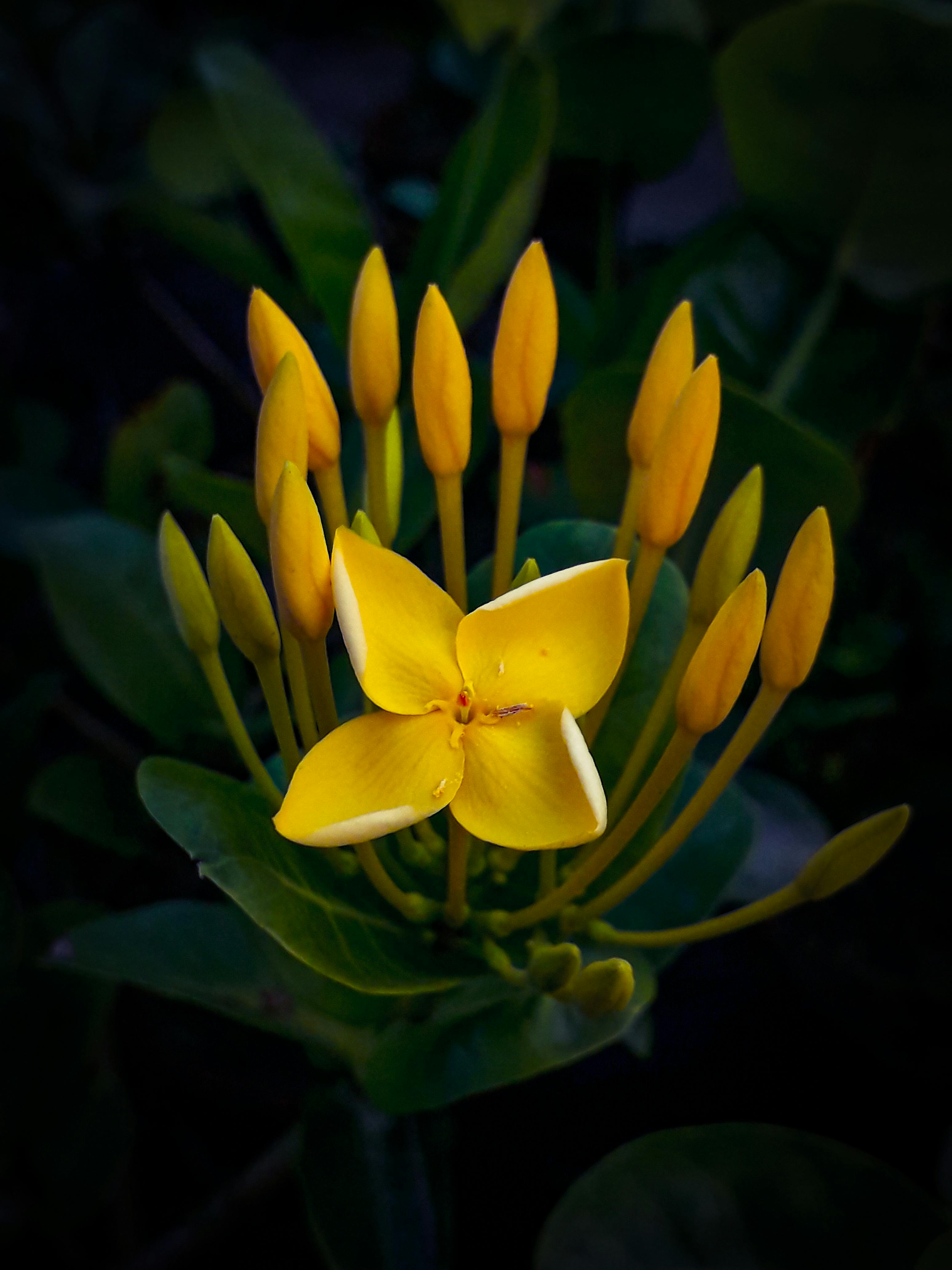 Red Flowers in Close Up Photography · Free Stock Photo