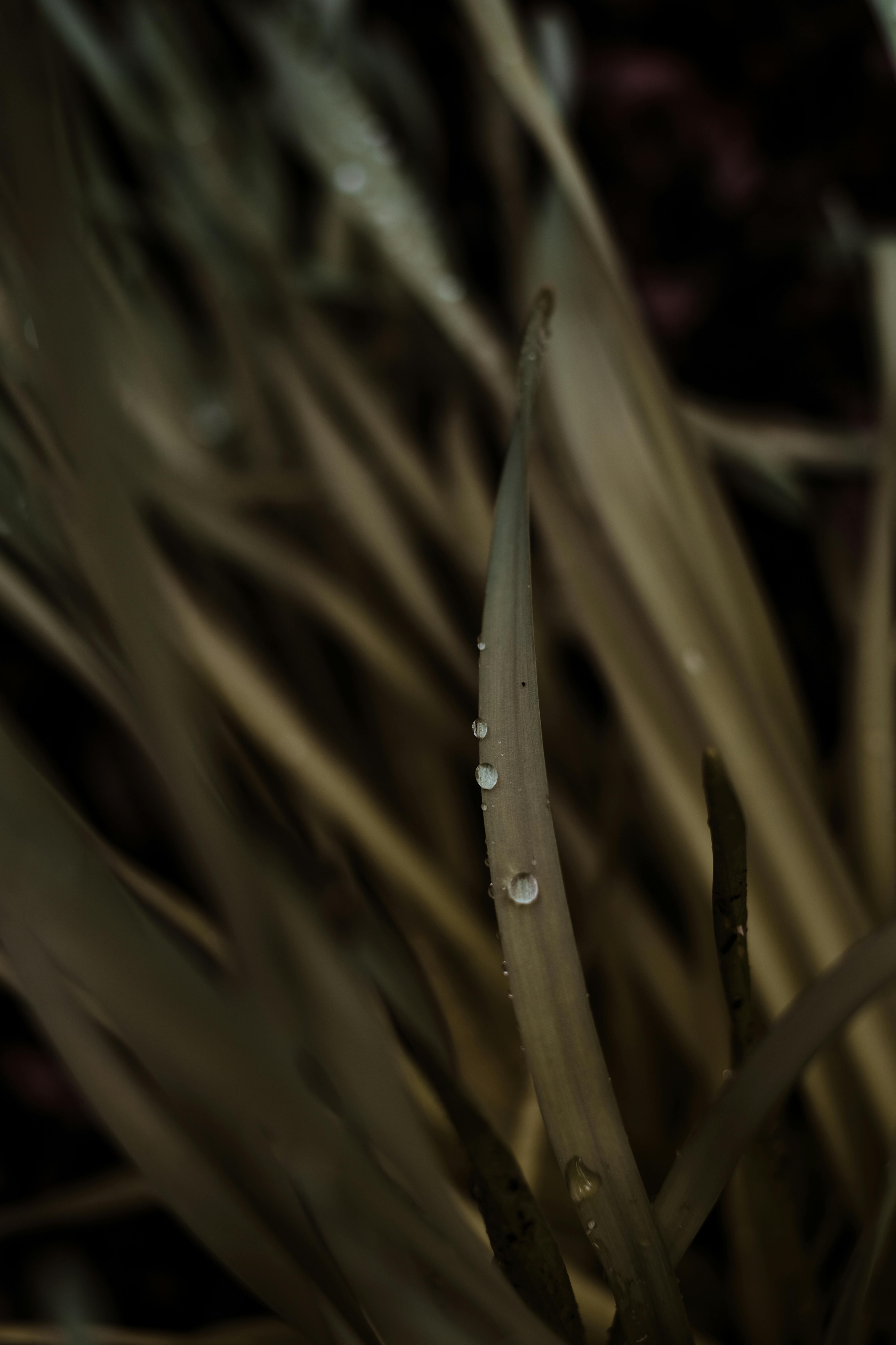 Dew Drops Photos, Download The BEST Free Dew Drops Stock Photos & HD Images