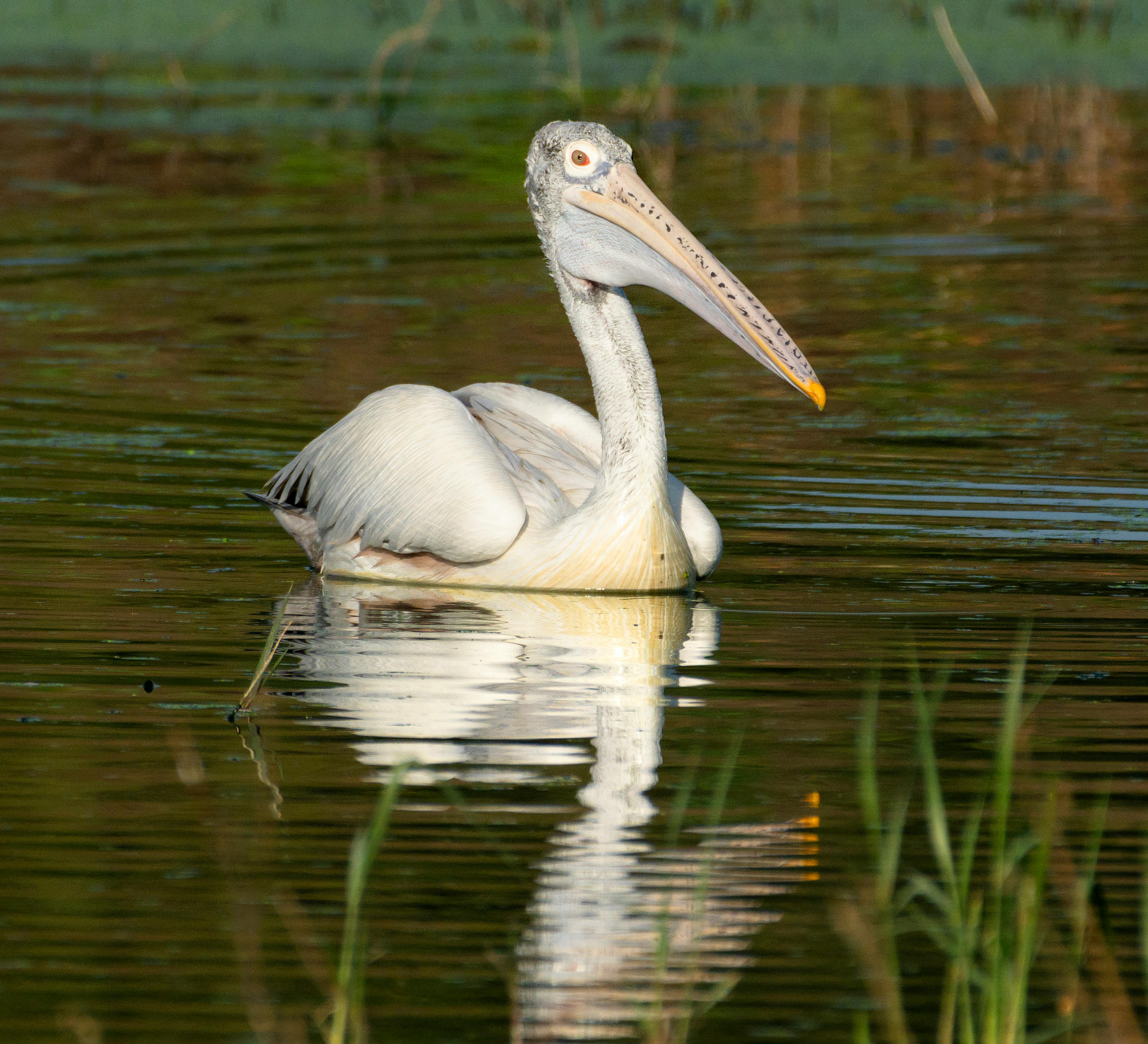 Close-up of a Pelican in Water · Free Stock Photo
