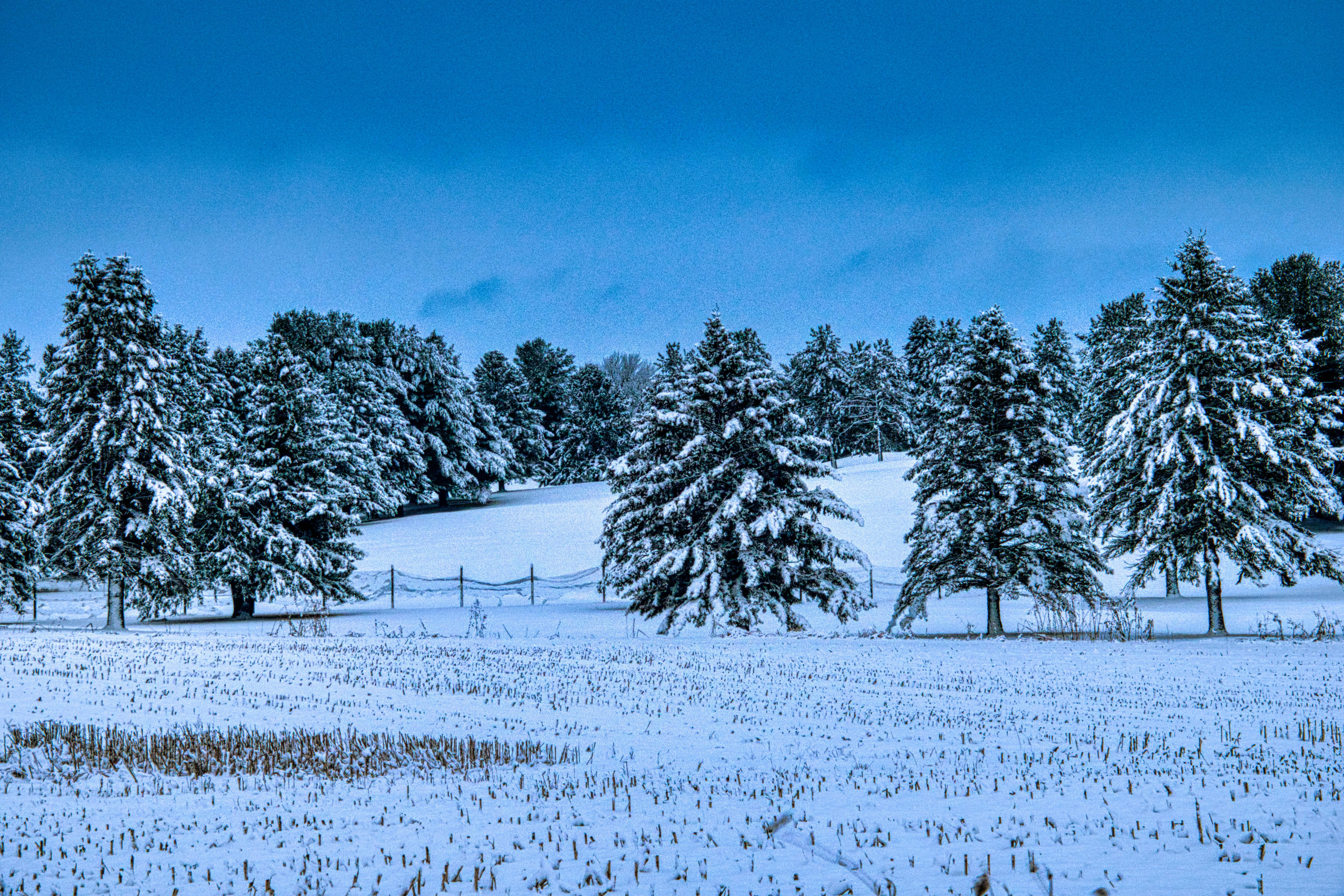 Snow Covered Trees and Land · Free Stock Photo