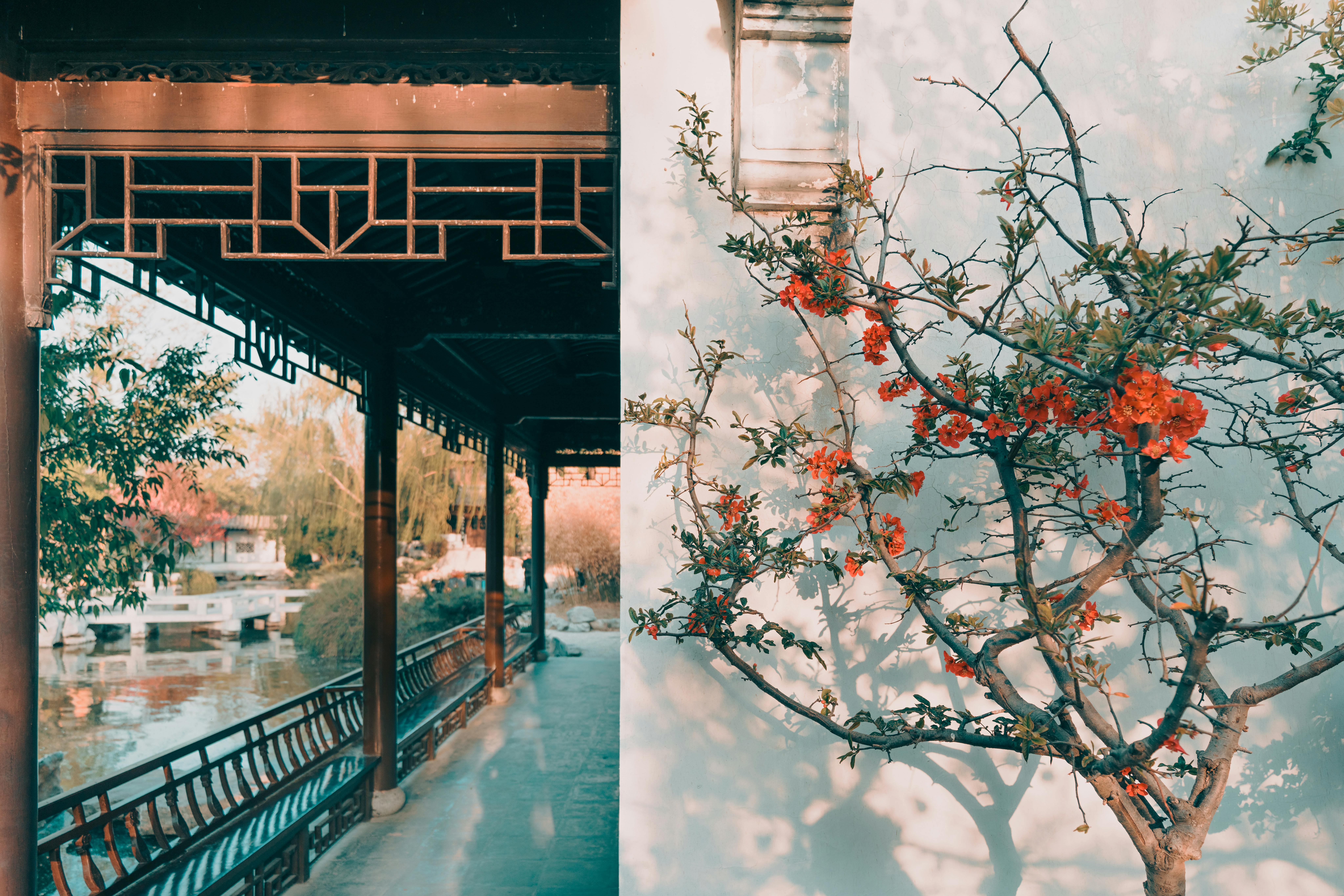 Red Flowers Growing on Tree by Temple Entrance · Free Stock Photo