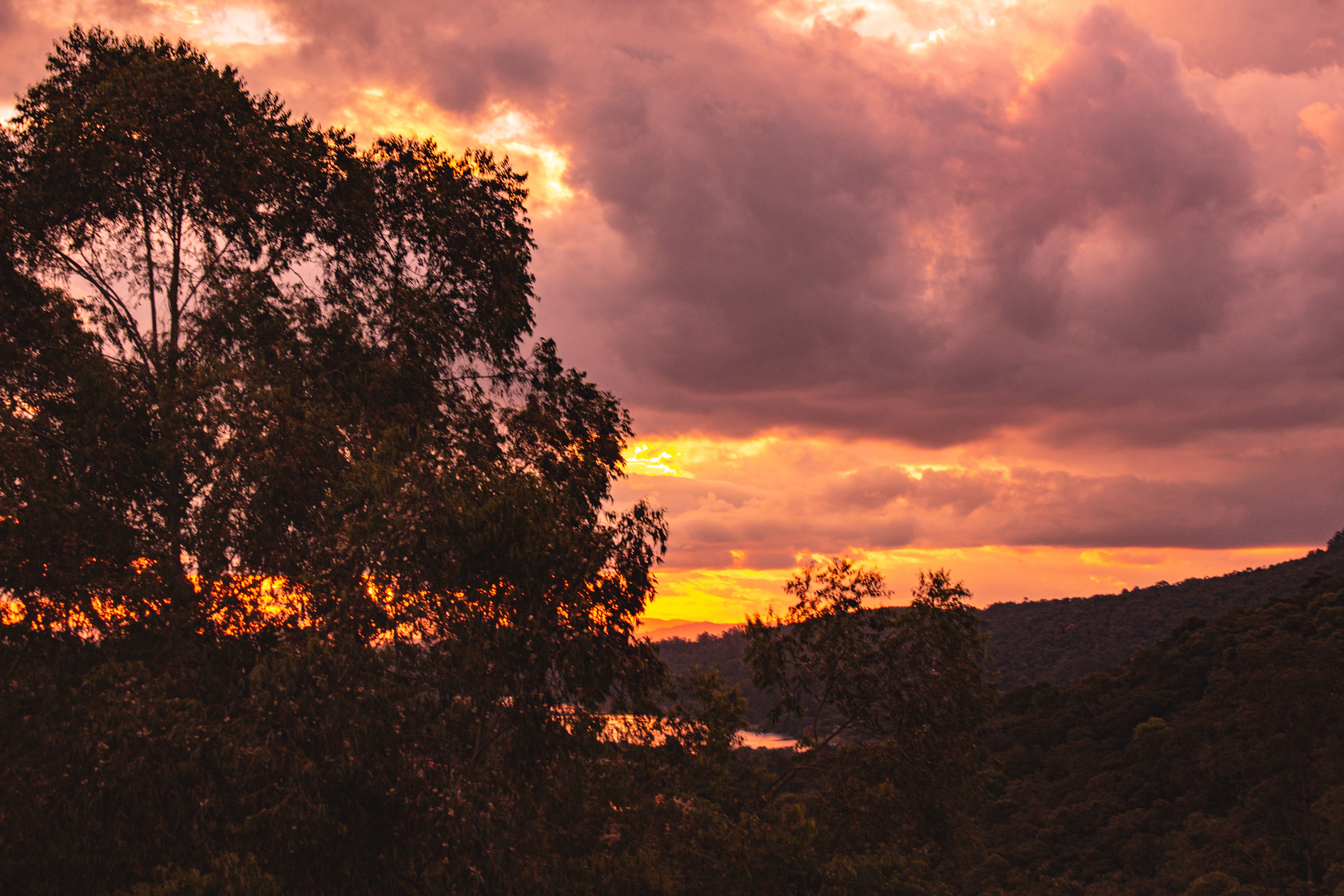 Green Trees Under Cloudy Sky during Sunset · Free Stock Photo