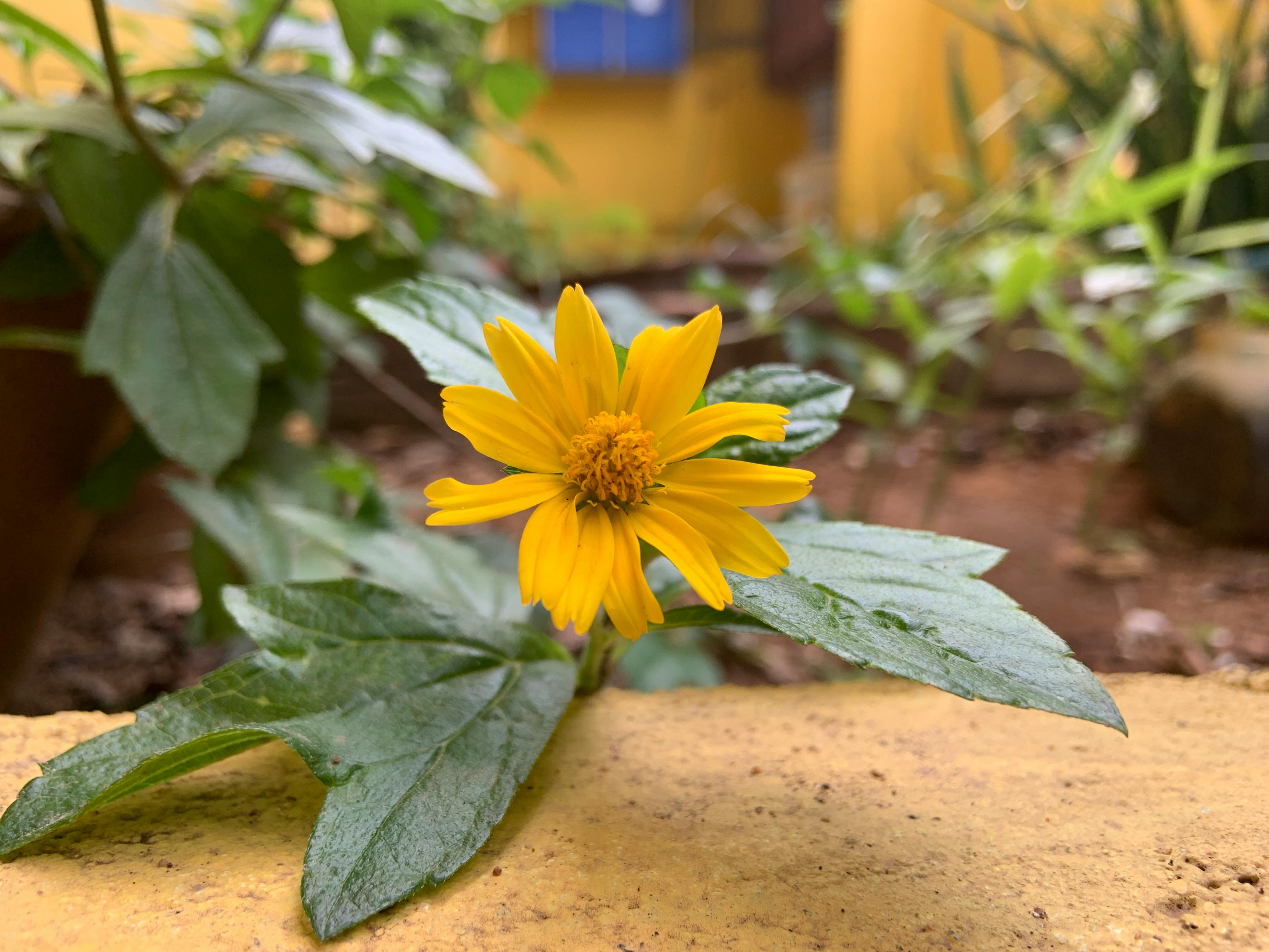 A.Vasantha Kumar - 摄影