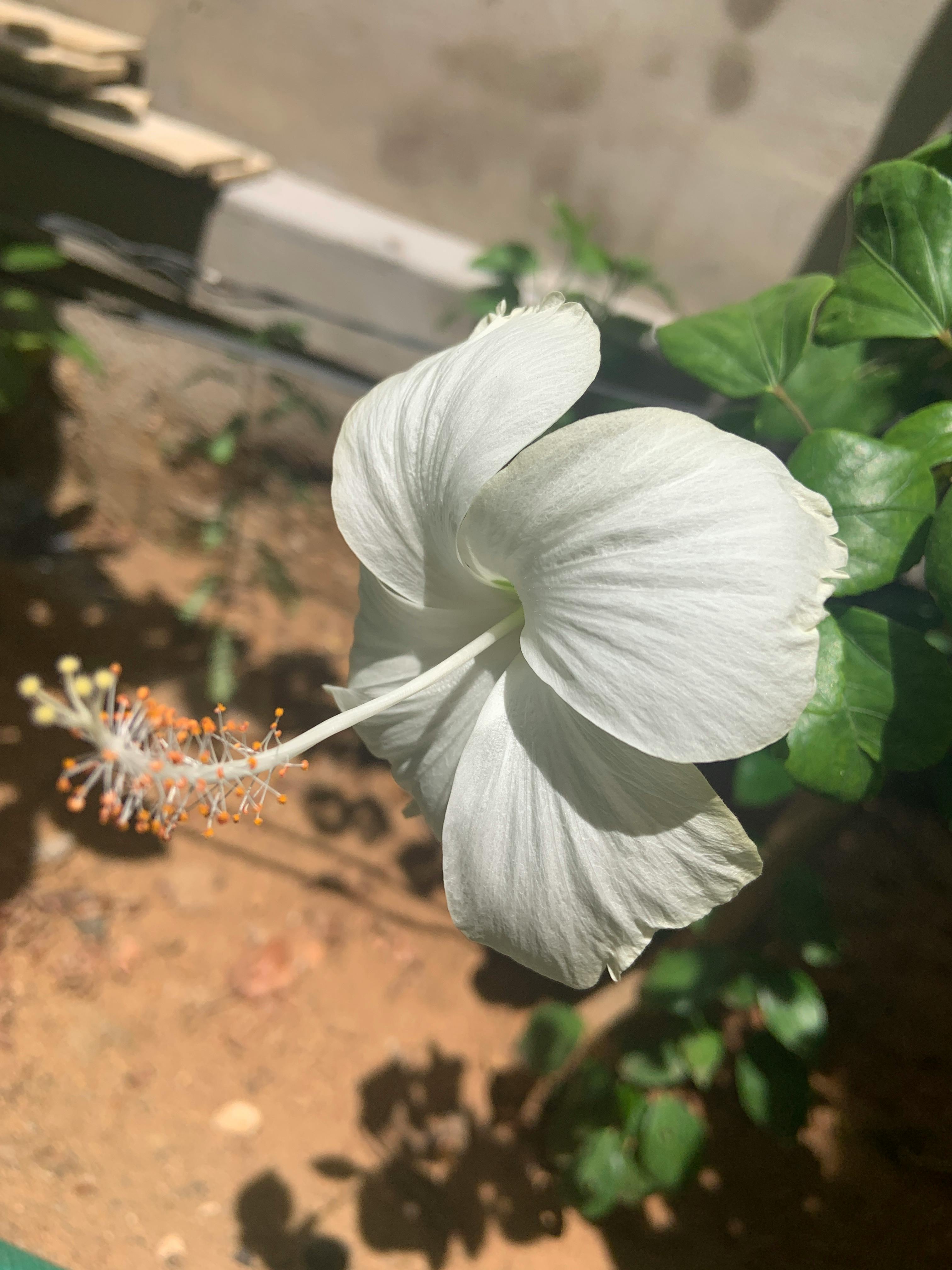 A.Vasantha Kumar - 摄影