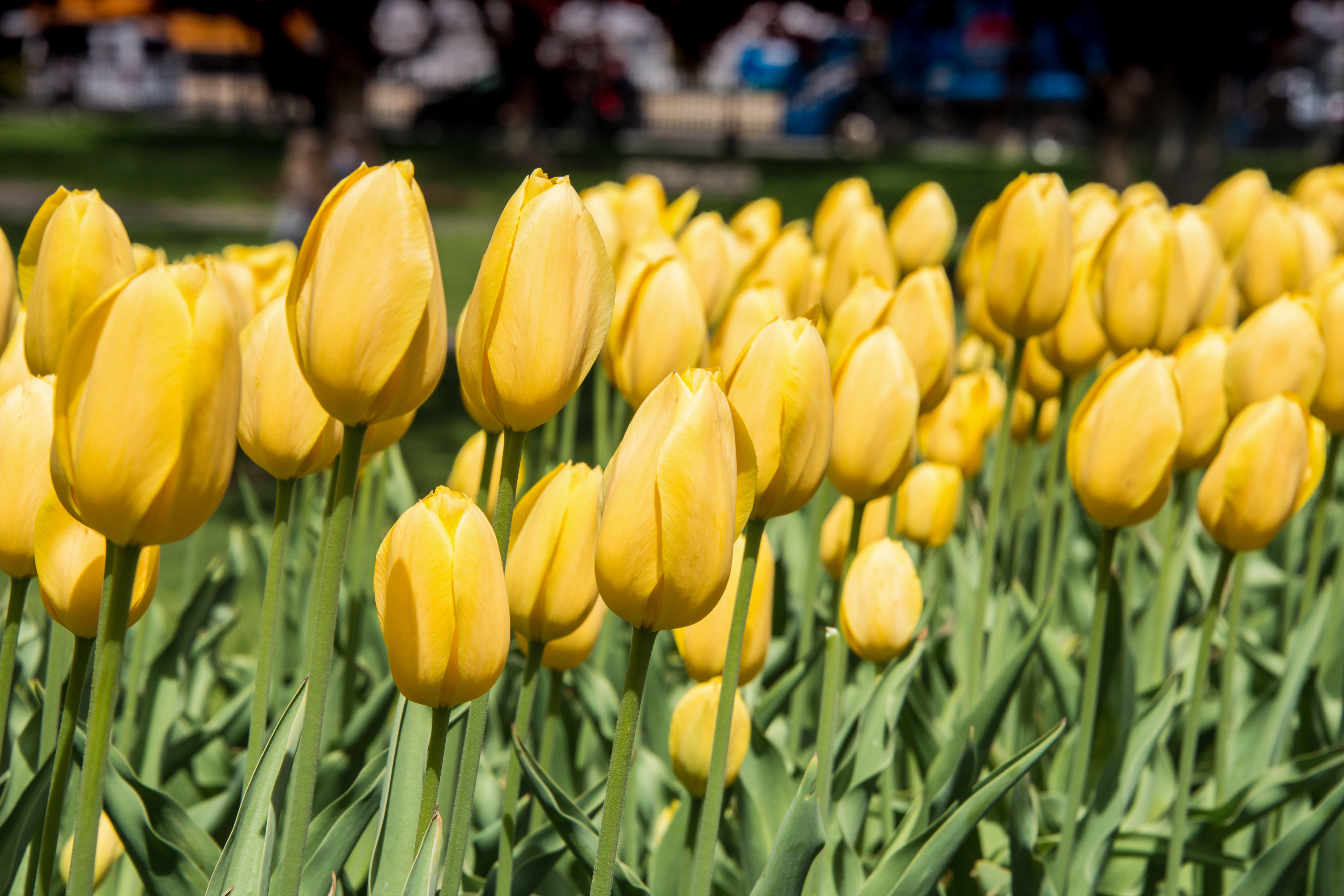 Close-Up Photo of Yellow Tulips in Bloom · Free Stock Photo