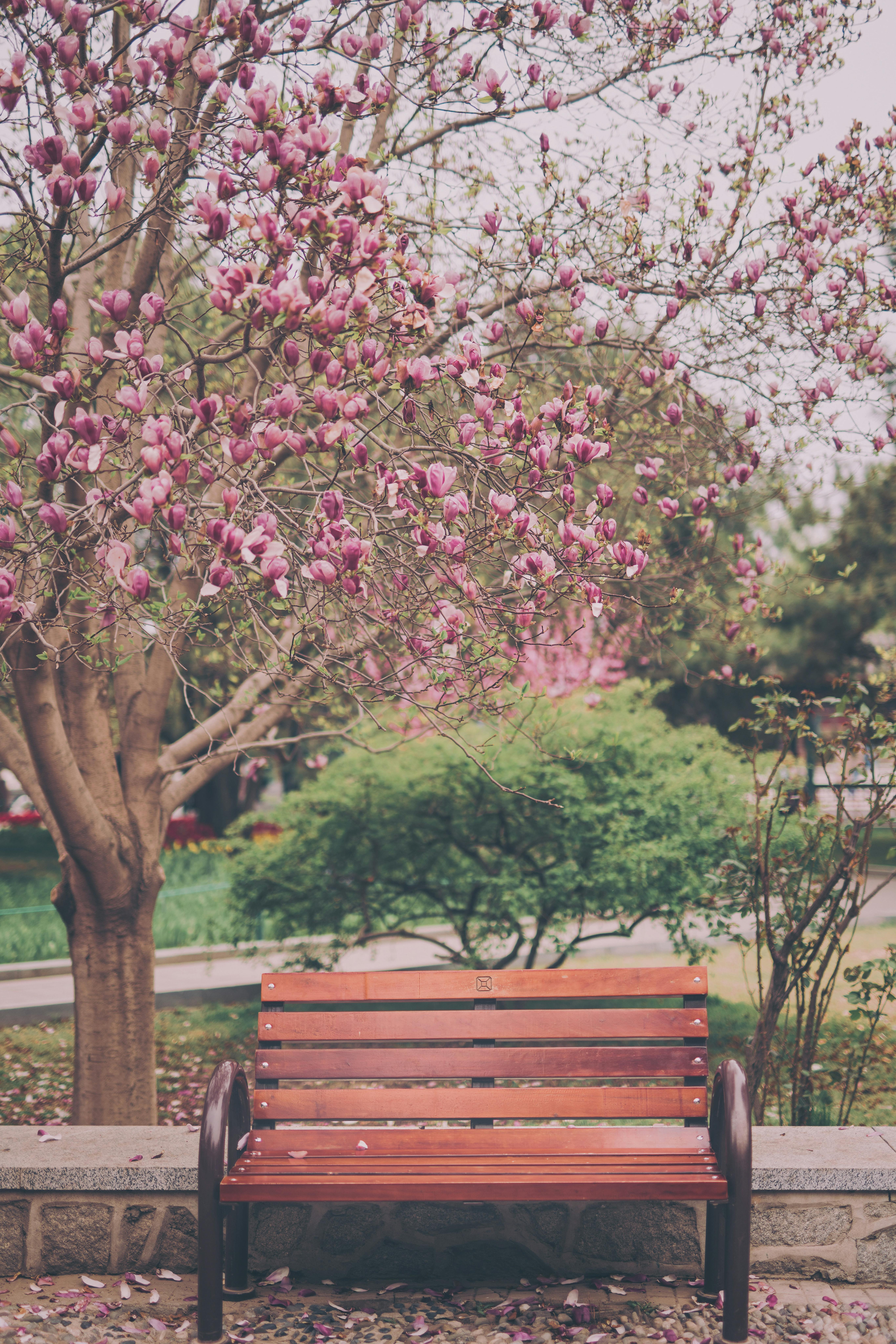 A Wooden Bench by a Cherry Blossom Tree · Free Stock Photo