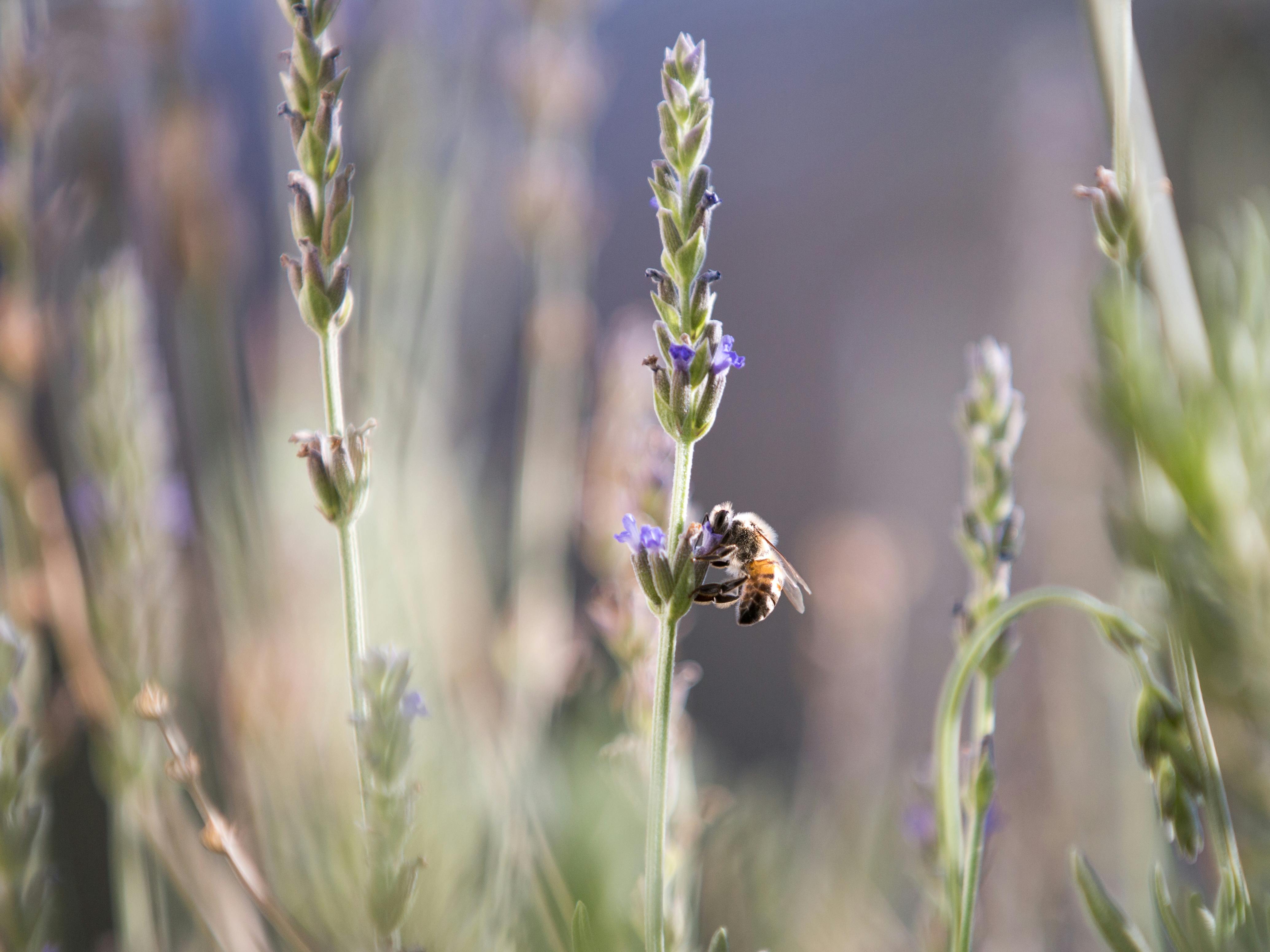 Abejas En Flor Morada · Foto de stock gratuita