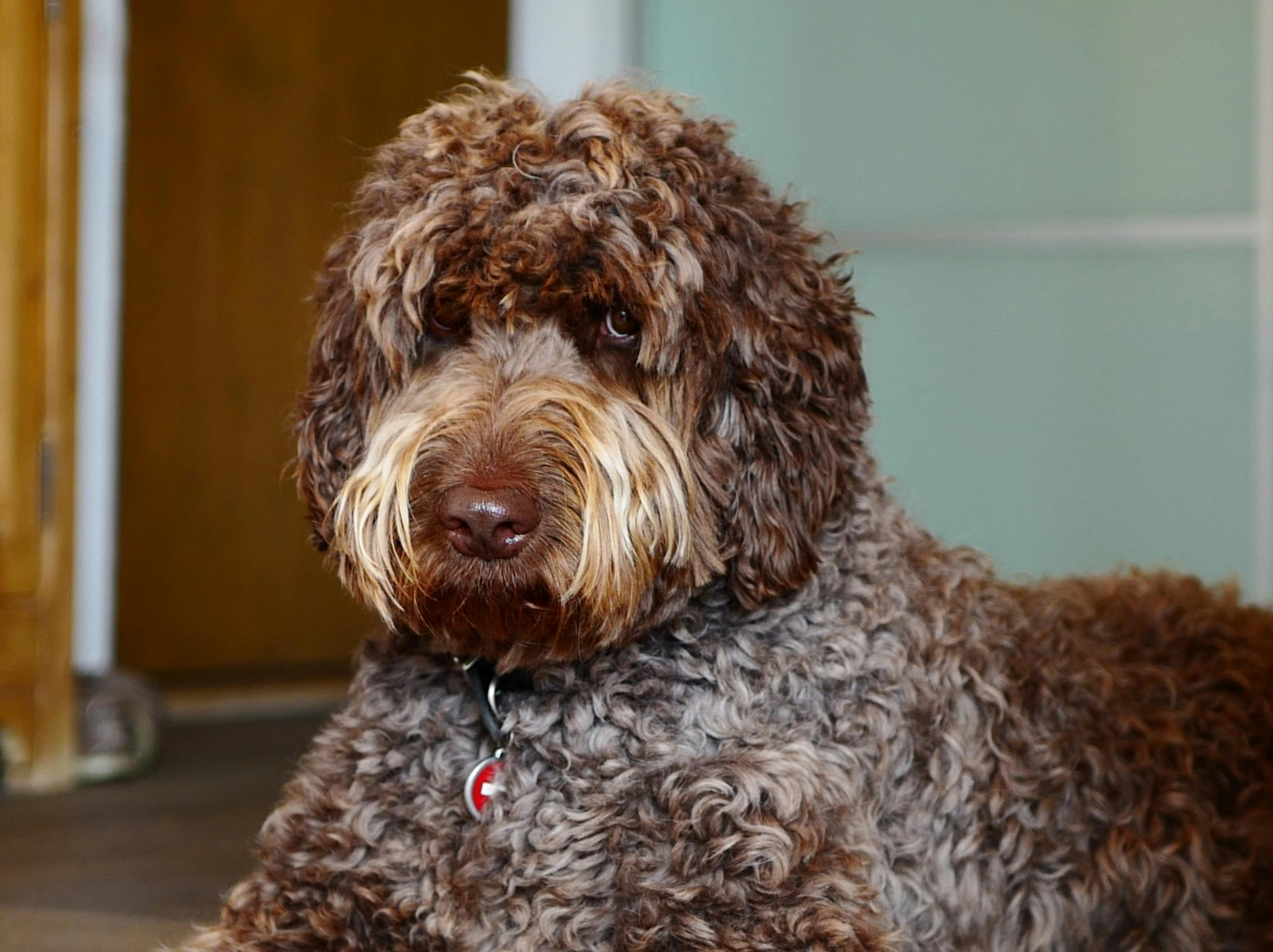 Free stock photo of labradoodle