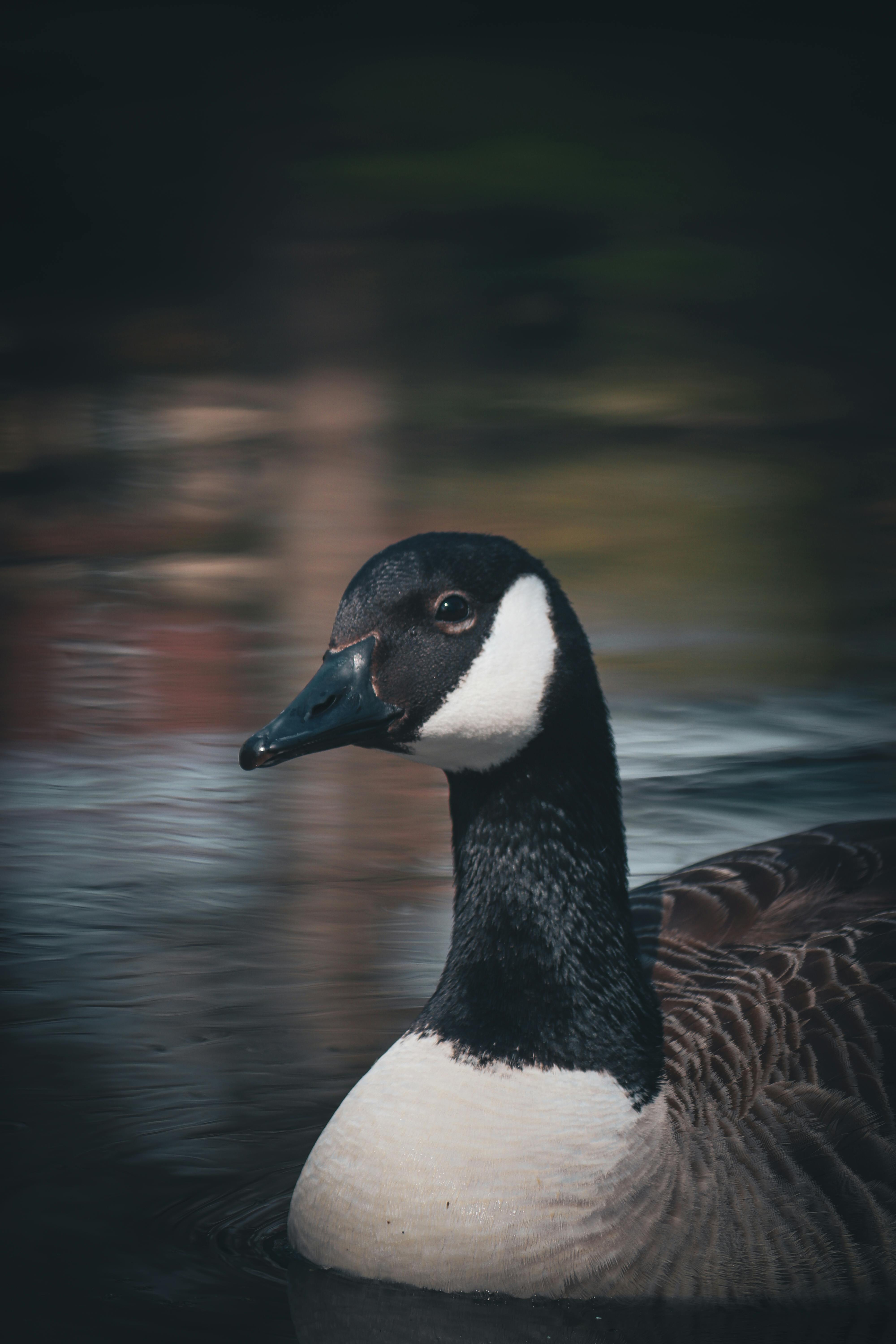 Canada Goose Photos, Download The BEST Free Canada Goose Stock Photos ...