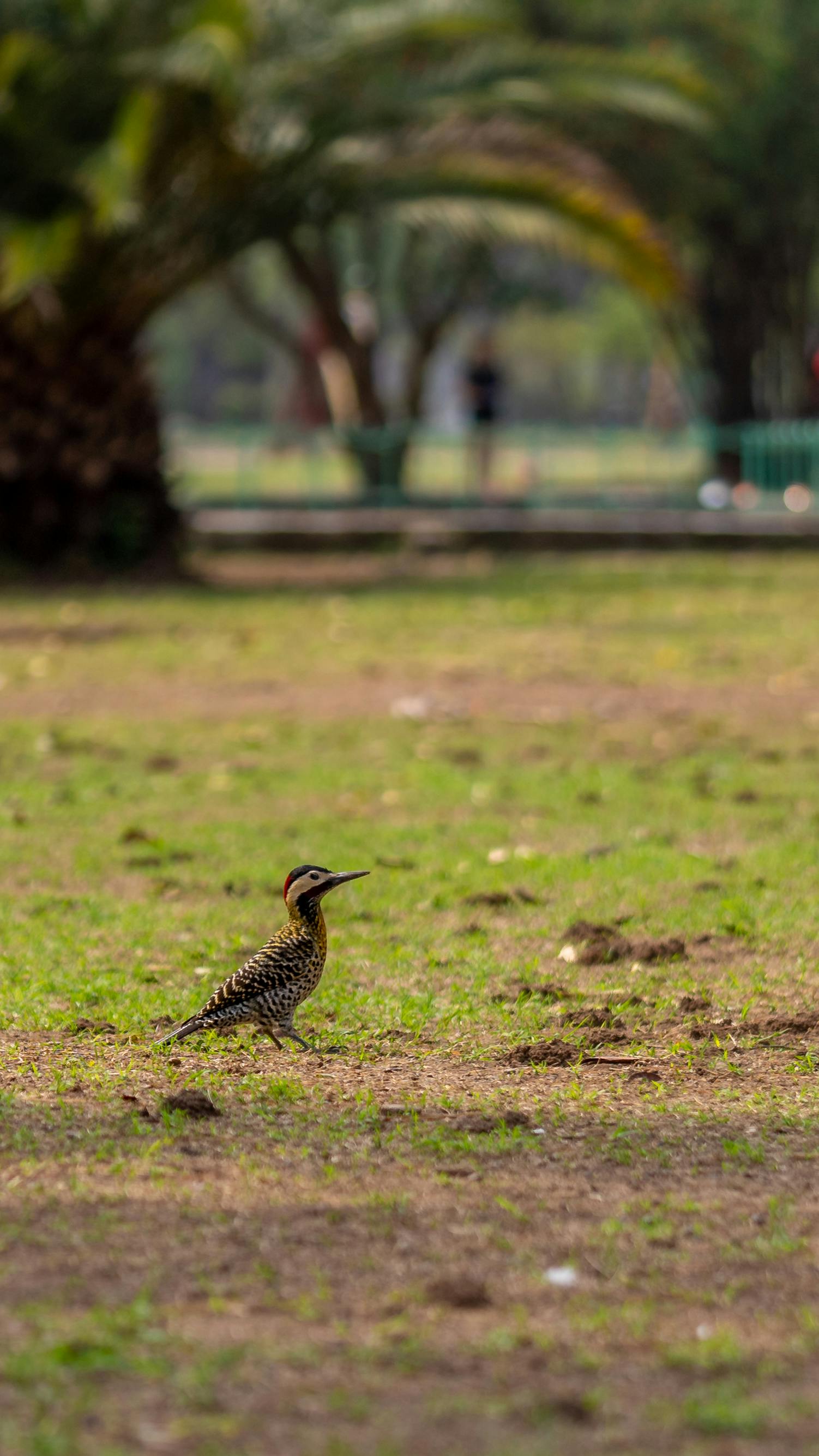Bird Walking on Ground in Nature · Free Stock Photo