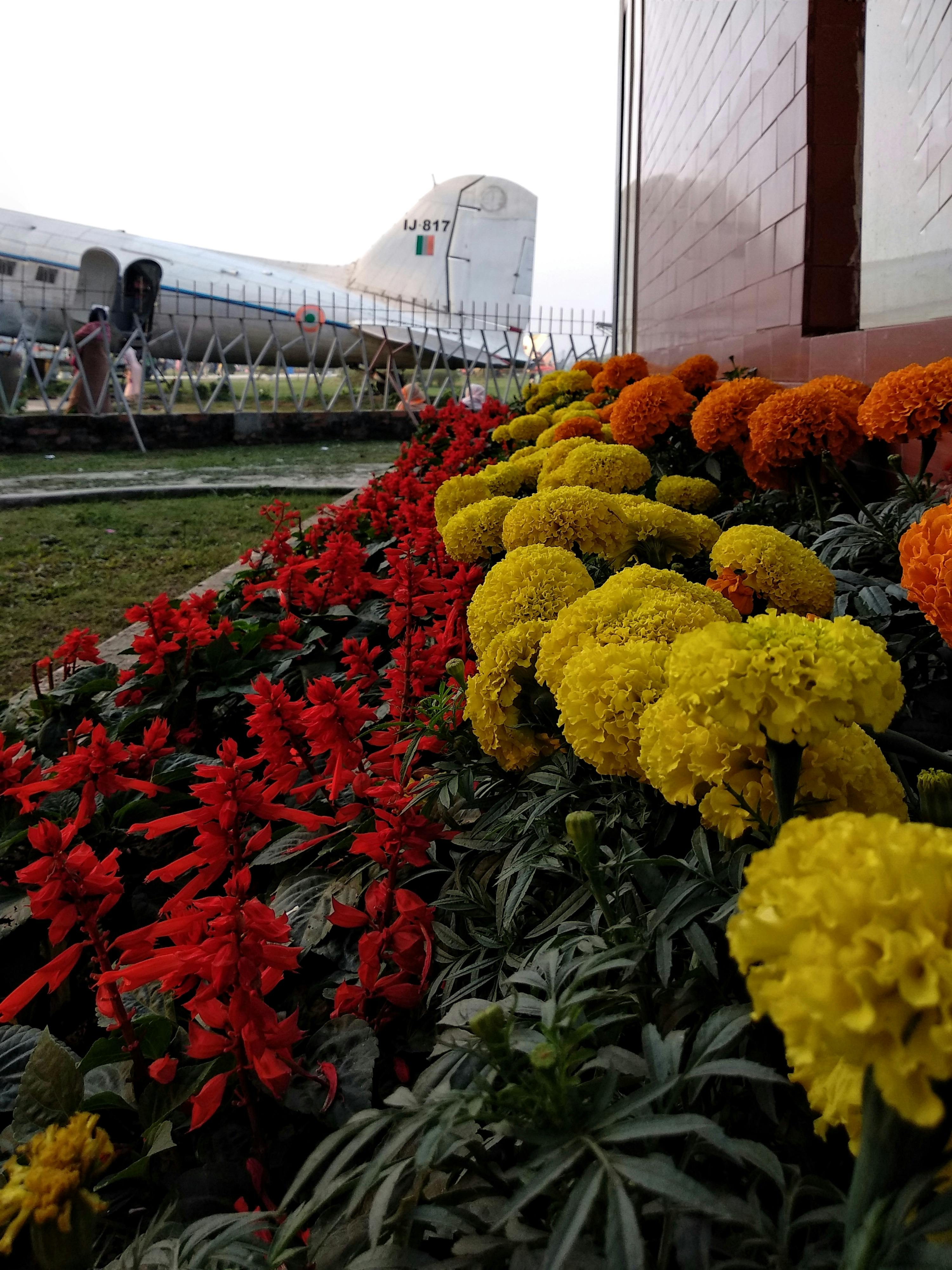 Free stock photo of airplane, flower, red