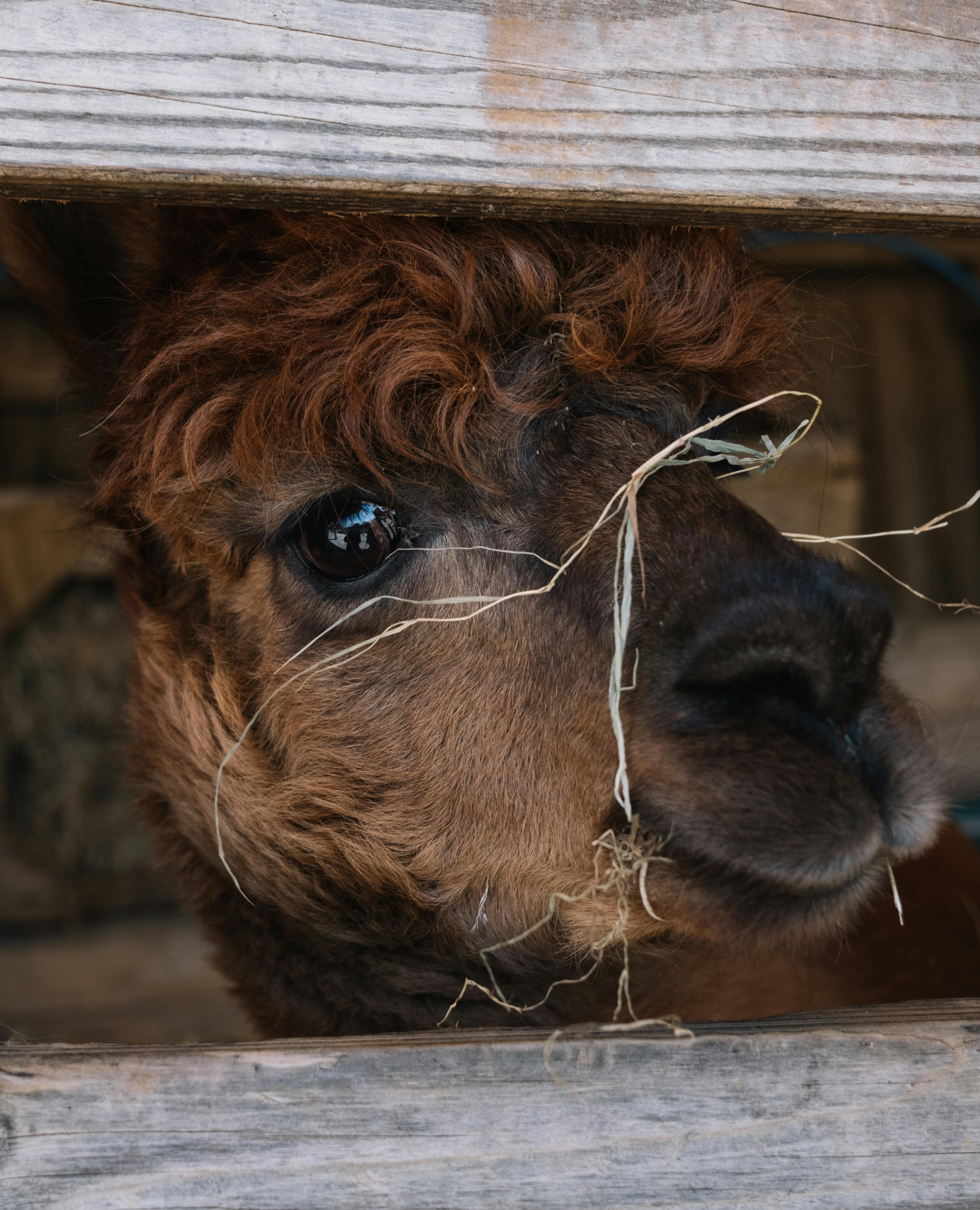 Photo of a Llama · Free Stock Photo