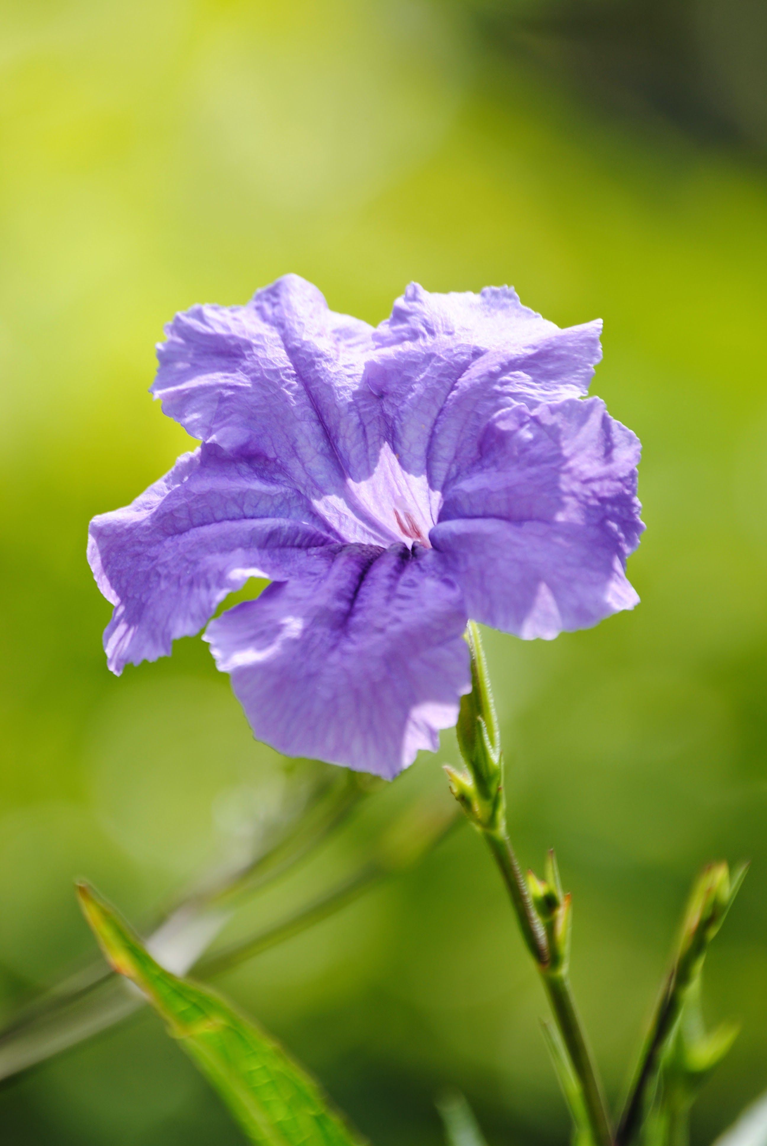 Close Up Photo of a Purple Flower · Free Stock Photo