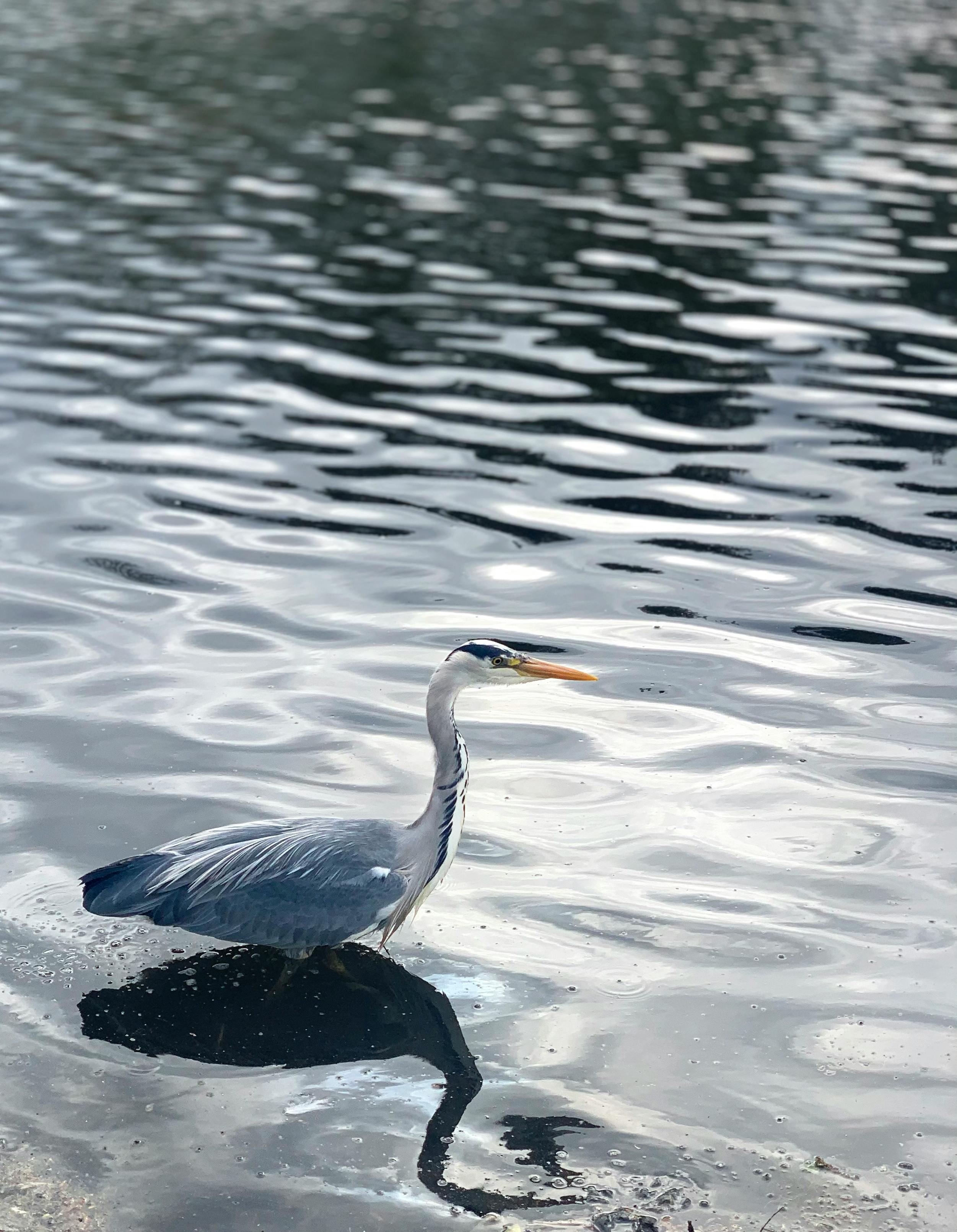 32,788+ Best Free Fire bird Stock Photos & Images · 100% Royalty-Free ...