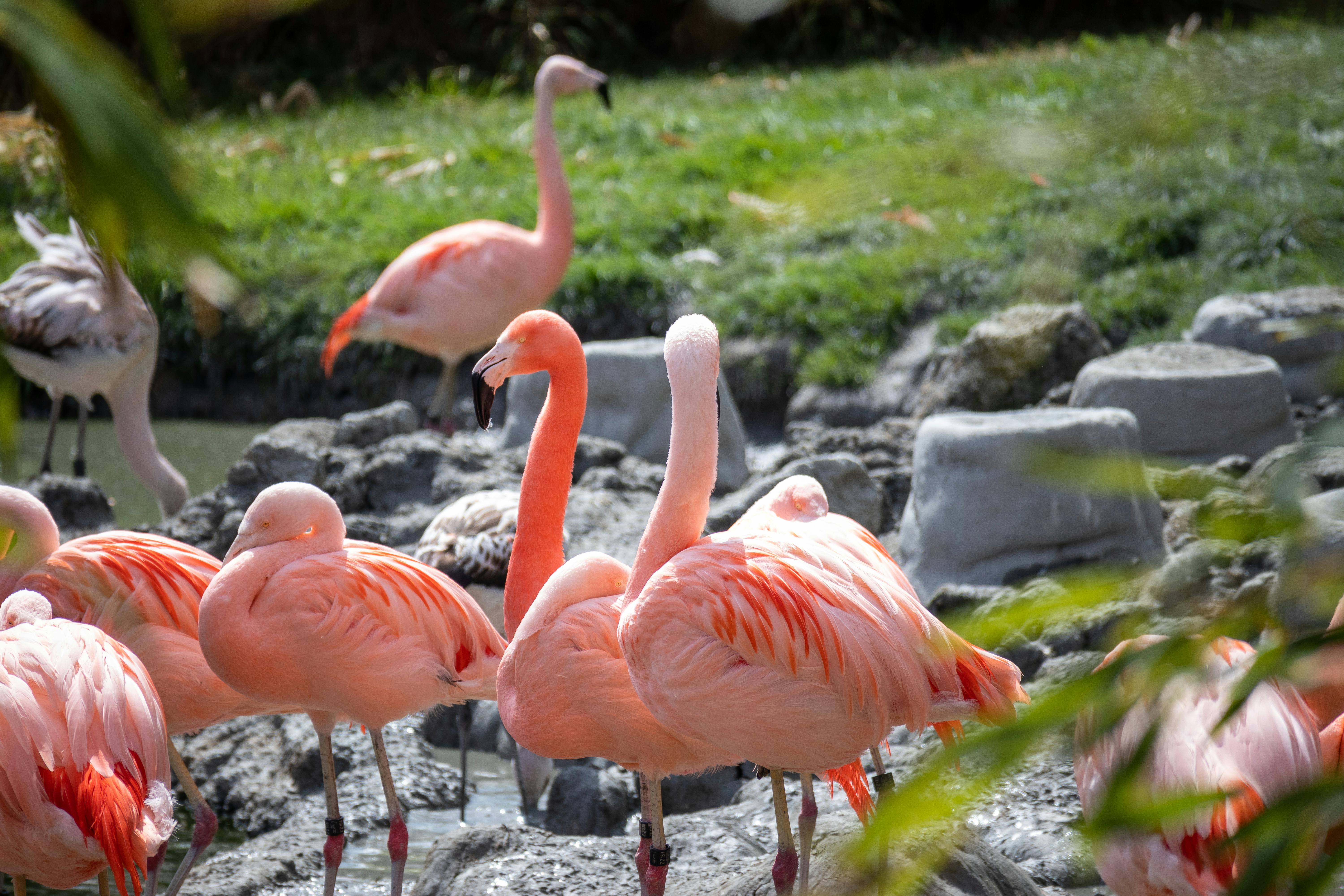 Pink and Red Flamingo Standing Near Body of · Free Stock Photo