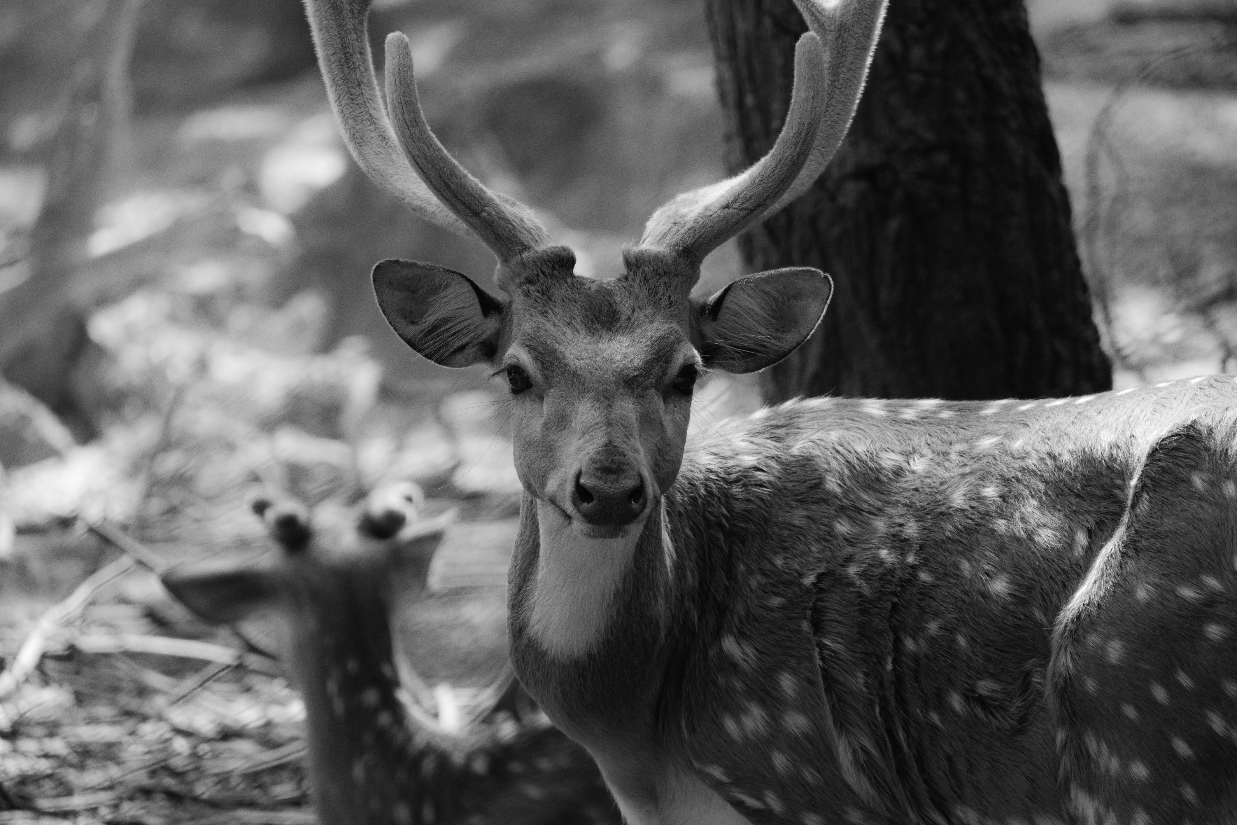 Deer Looking Backwards · Free Stock Photo