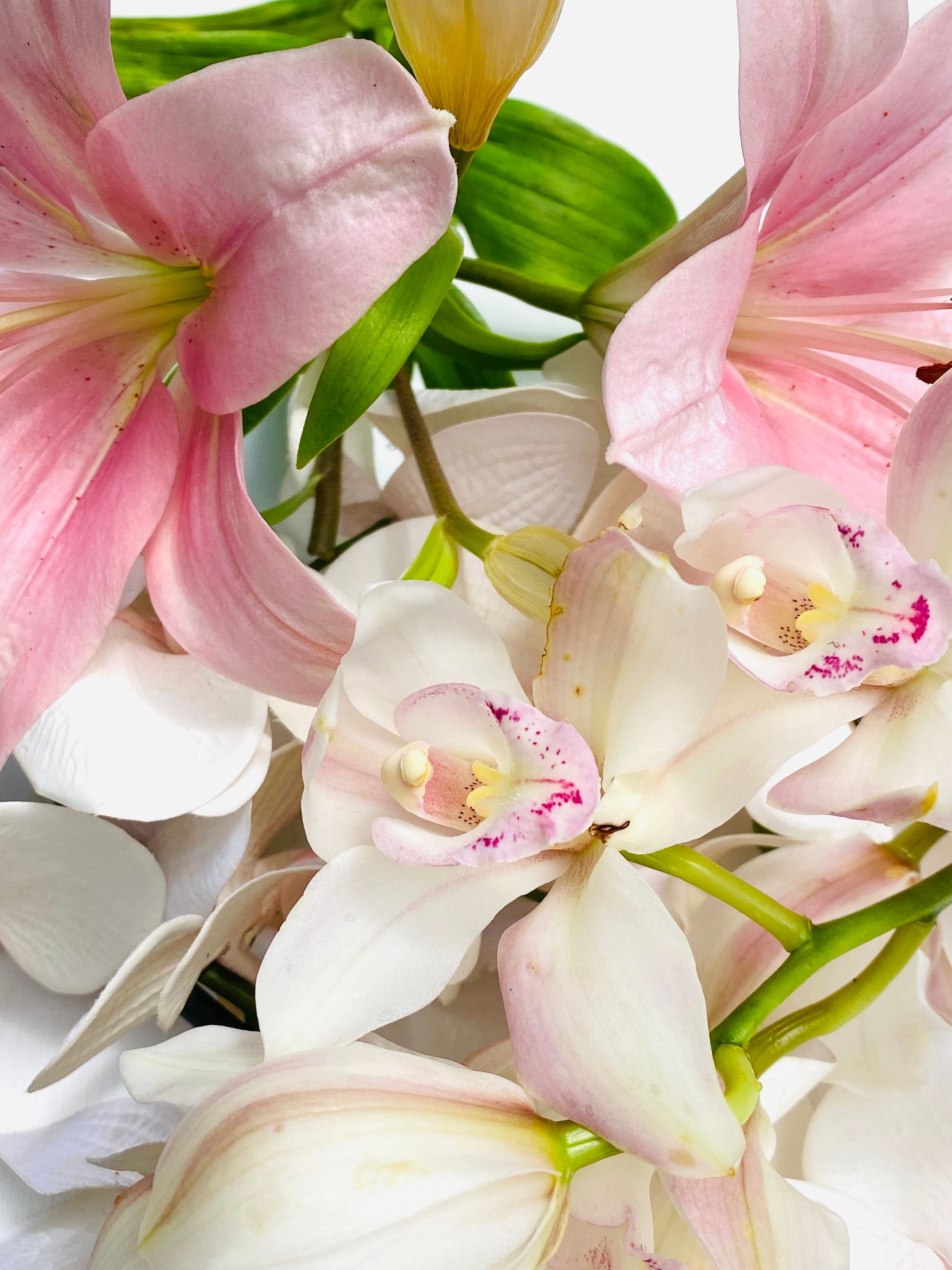 Close-up of Orchids Flowers · Free Stock Photo
