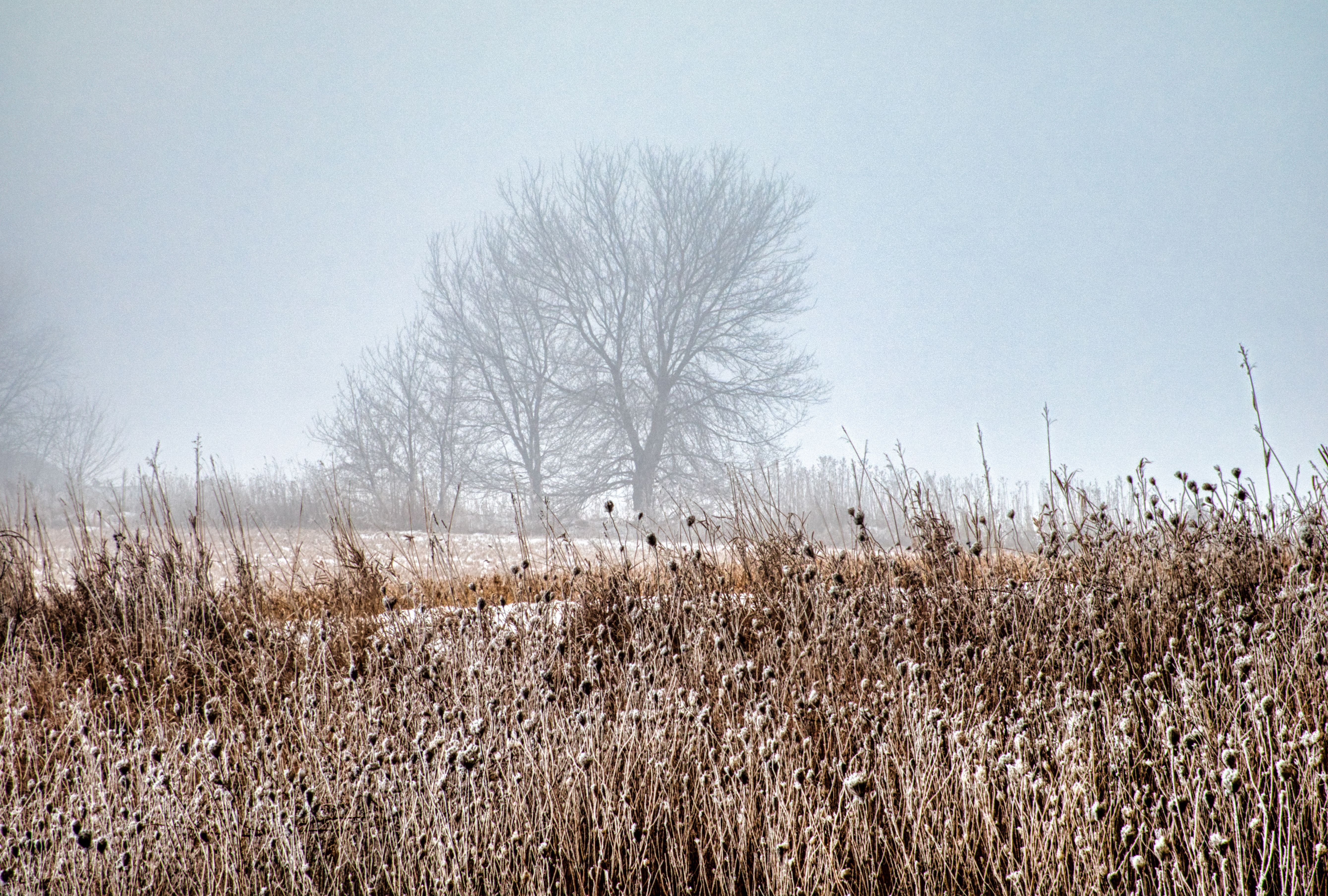 Brown Grass Field · Free Stock Photo