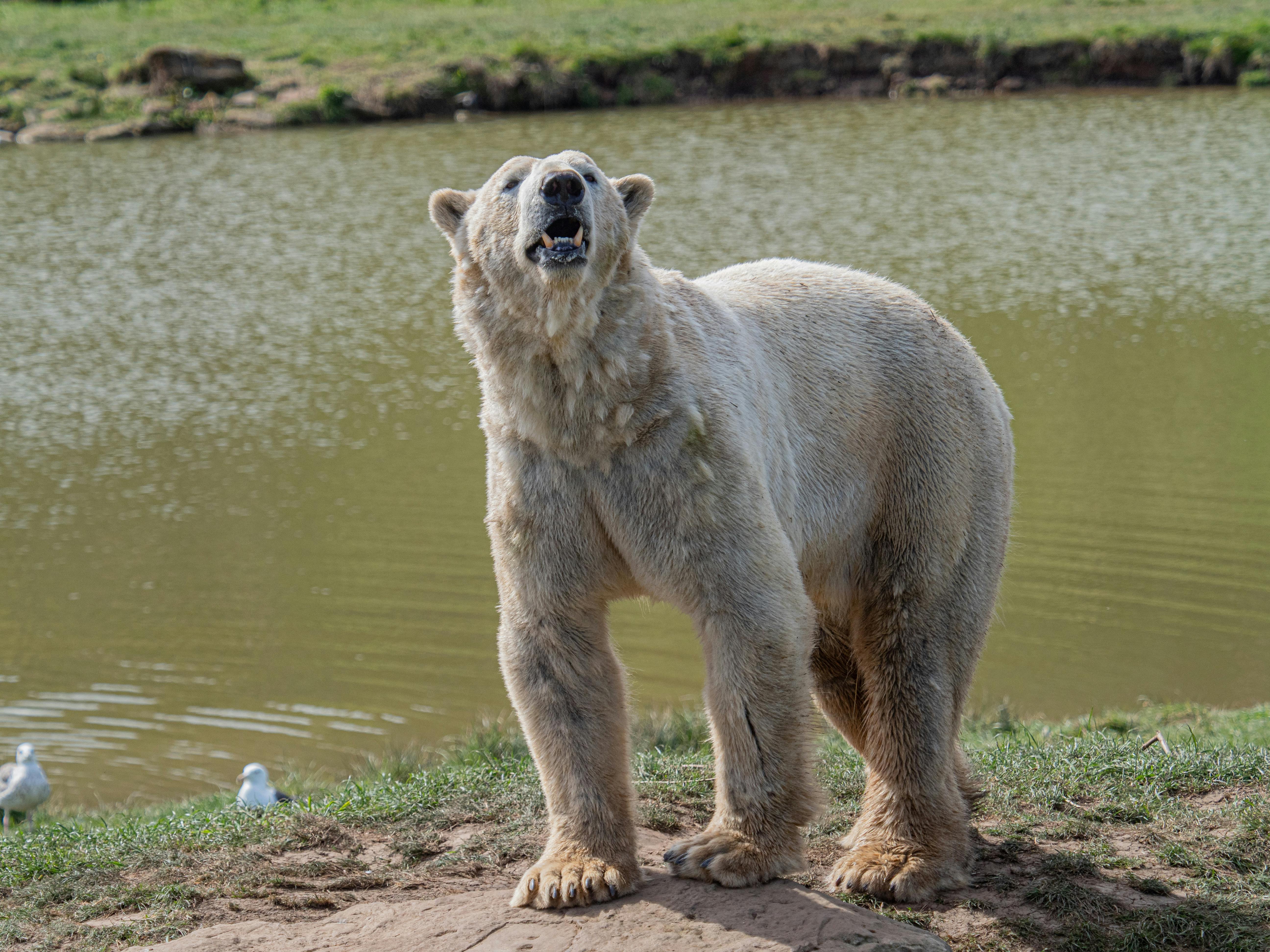 Photo of a Bear · Free Stock Photo