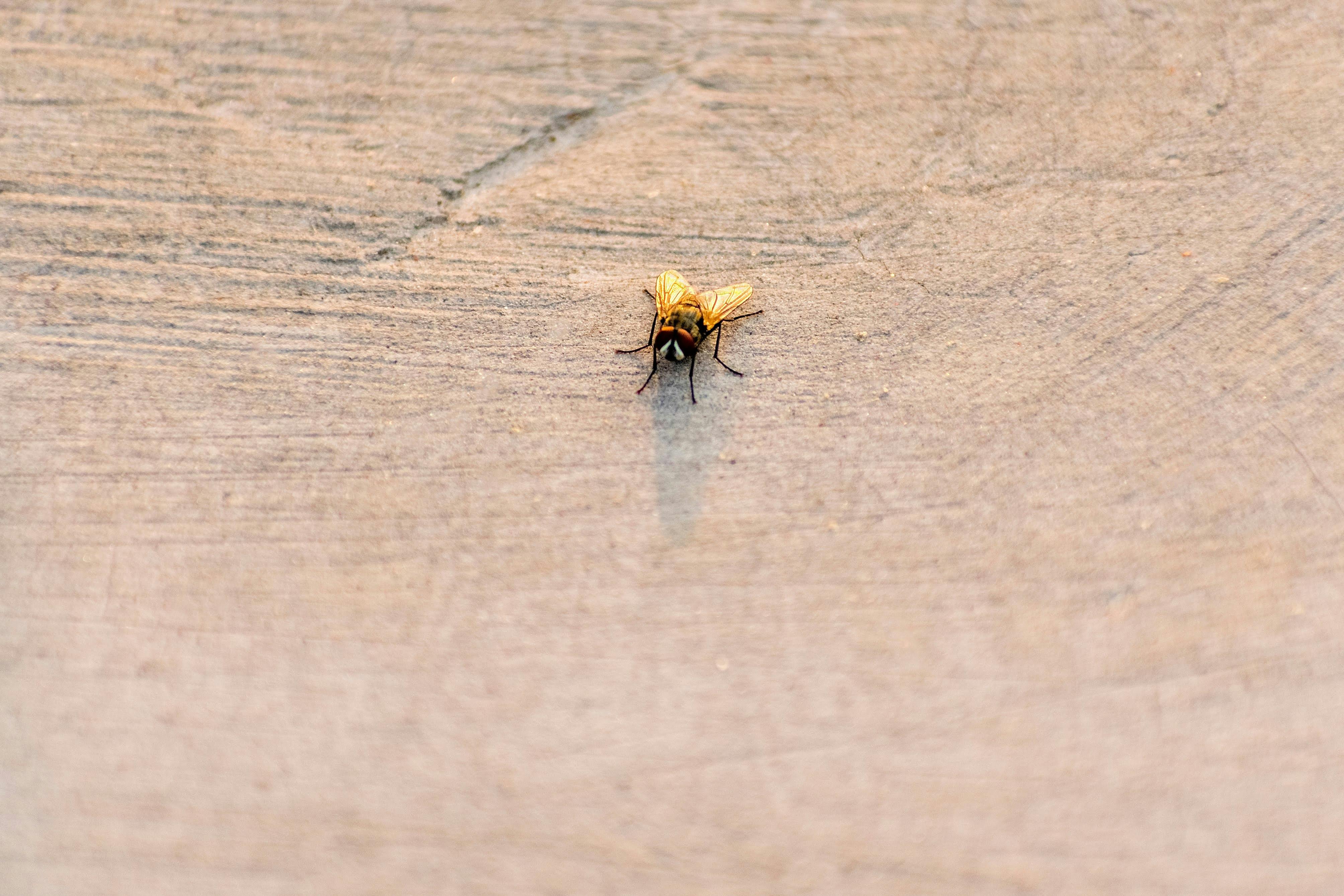 Black And Yellow Insect · Free Stock Photo