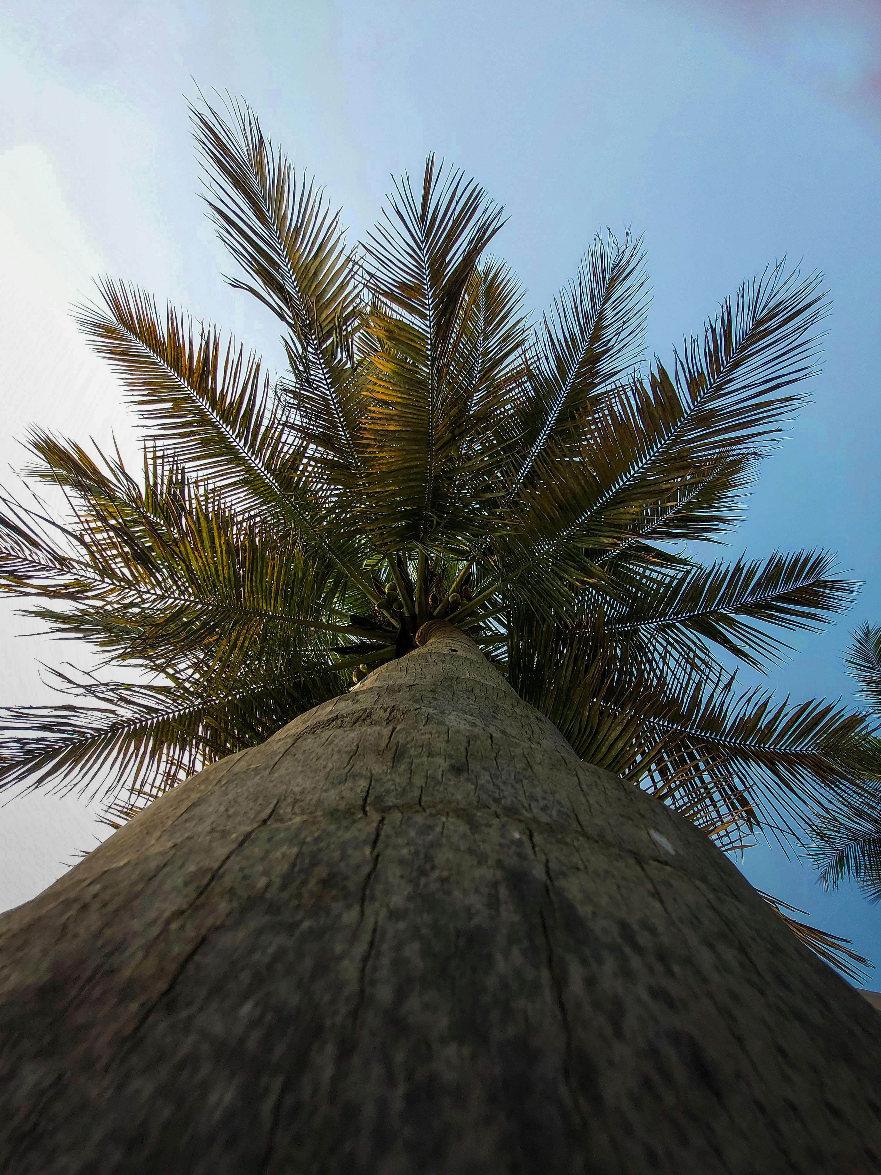 Low Angle Shot of Coconut Tree · Free Stock Photo