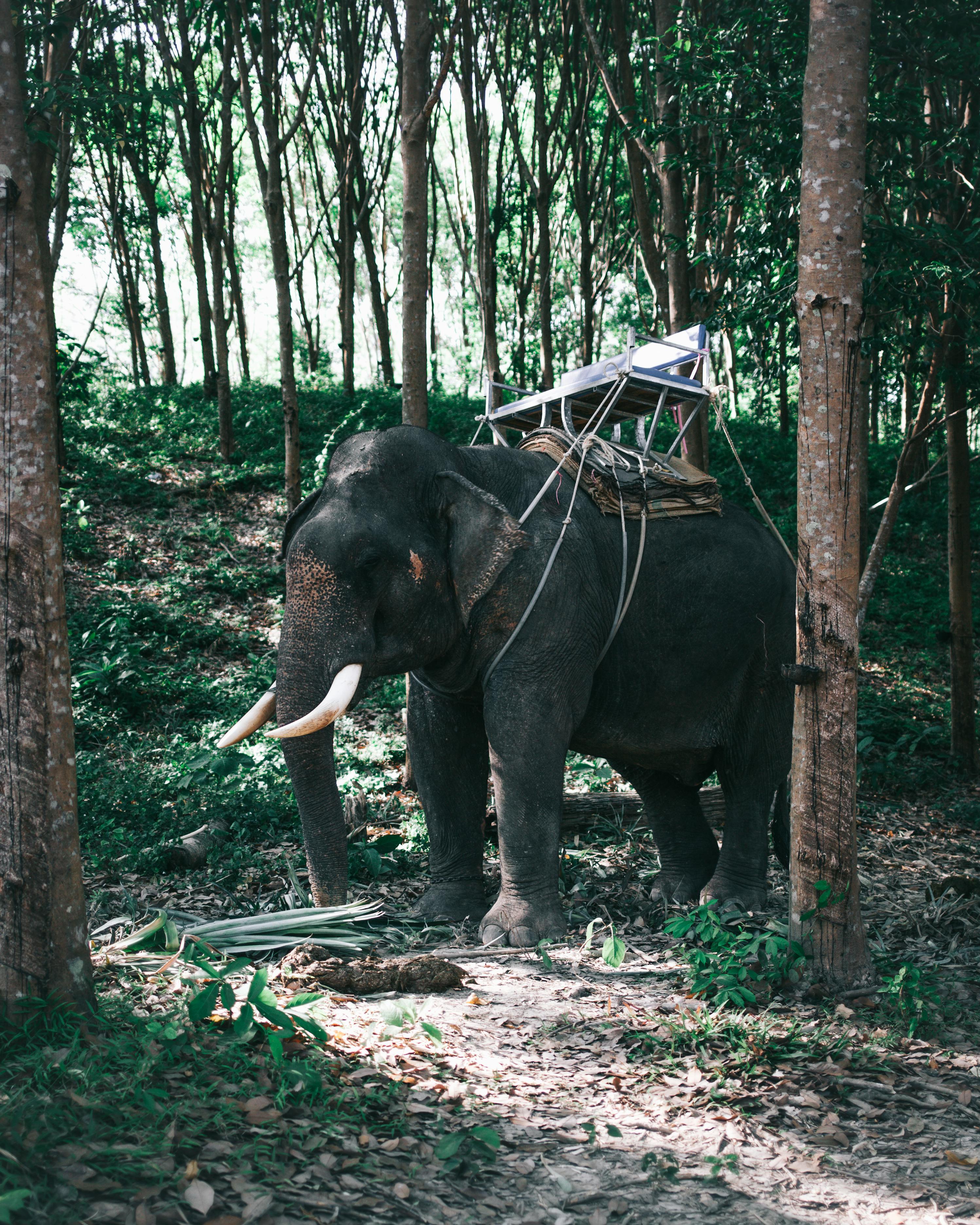 Thailand Elephant Photos, Download The BEST Free Thailand Elephant ...