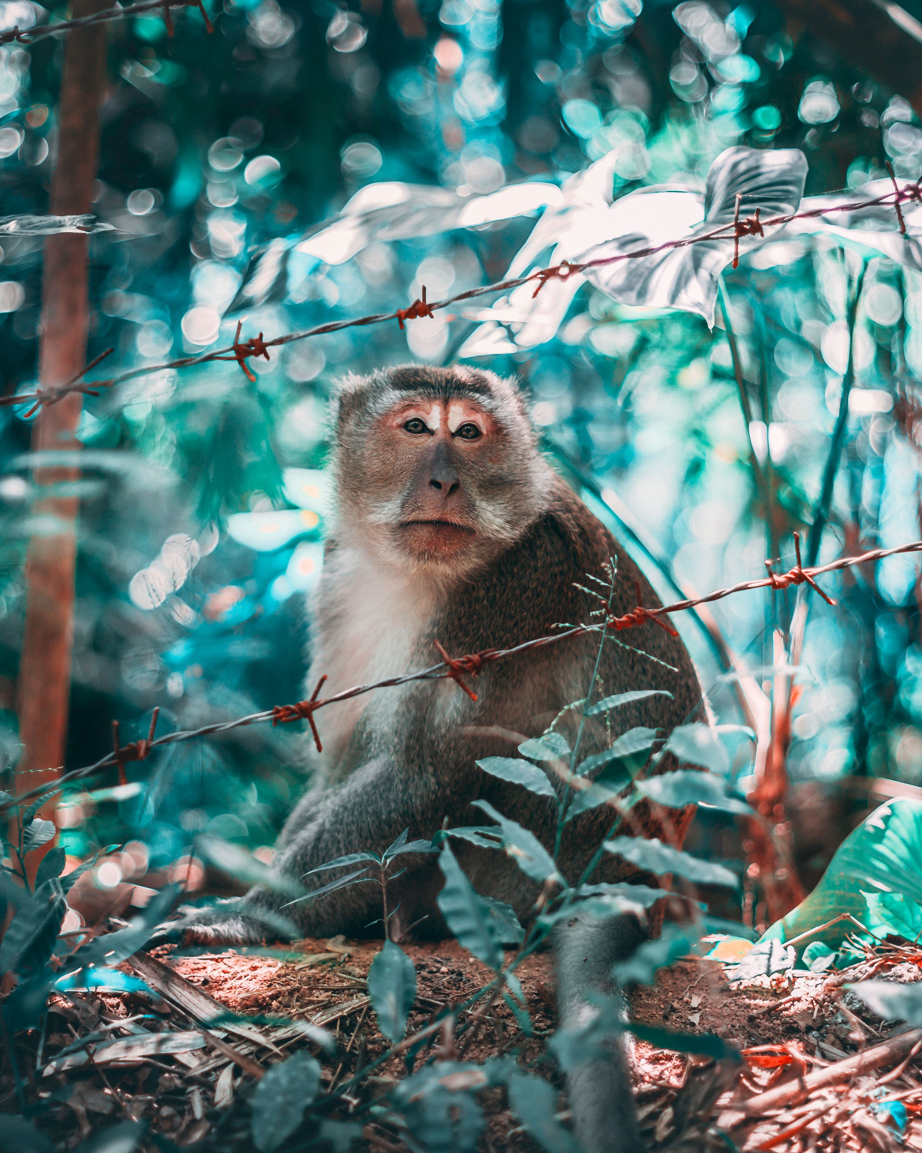Brown Monkey Behind Barbed Wires · Free Stock Photo